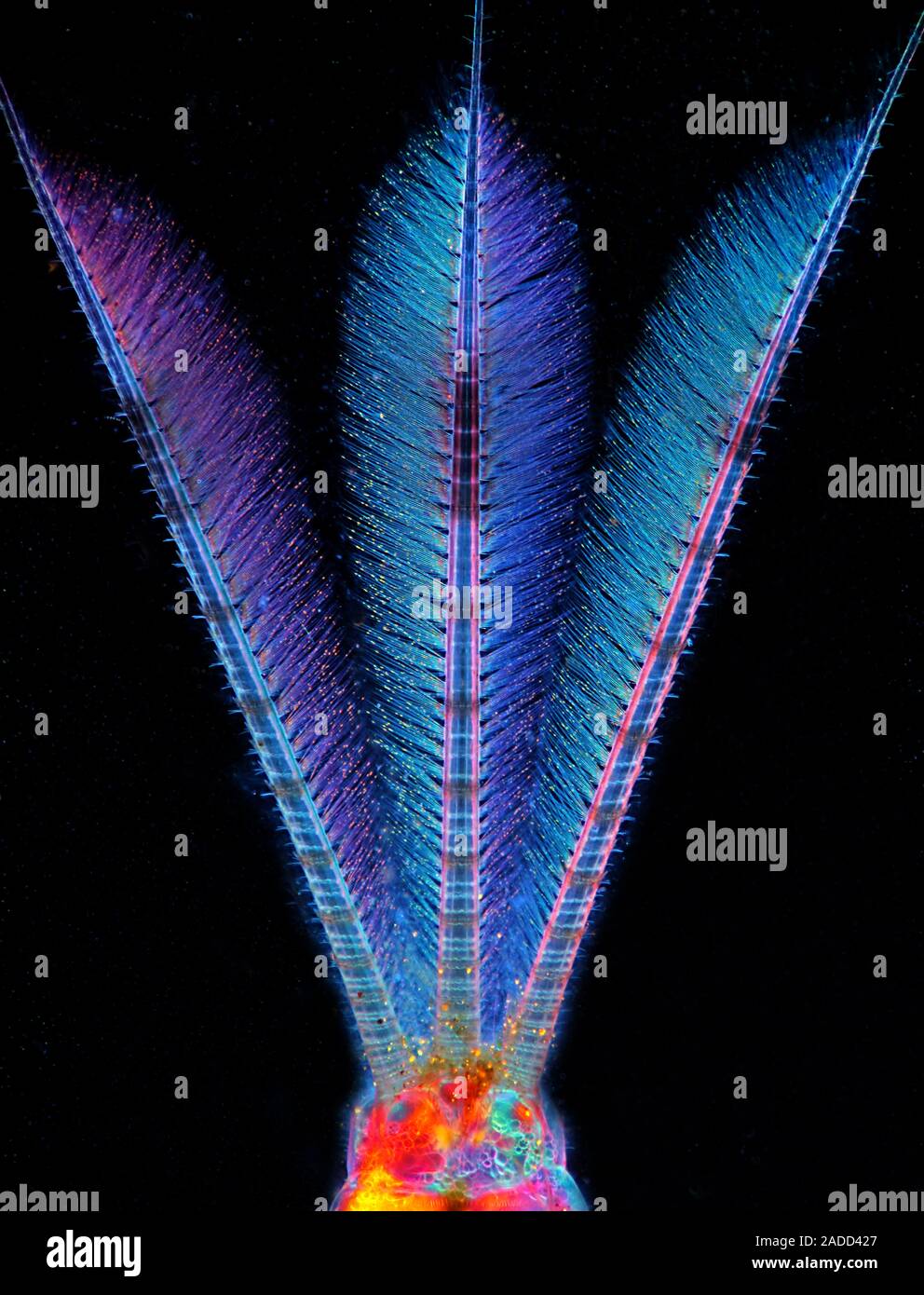 Mayfly nymph caudal tails, polarized light micrograph. Dark field ...