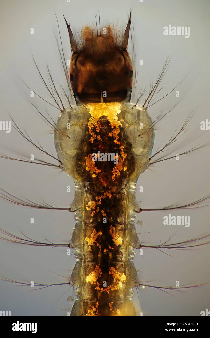 Fly larva (Diptera), polarized light micrograph. Magnification: x40 ...