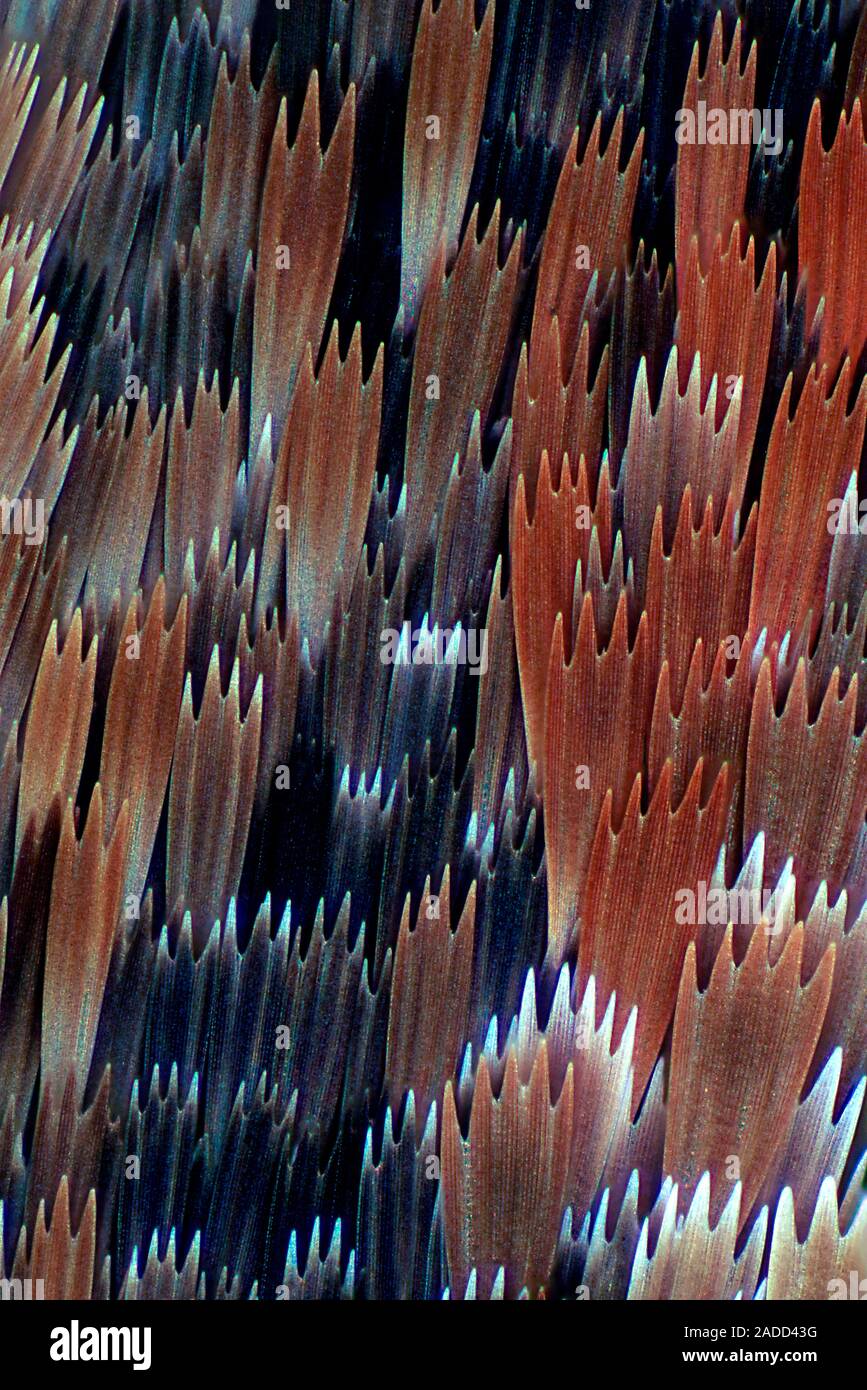 Moth wing scales, light micrograph. These scales are from the Silver Y ...