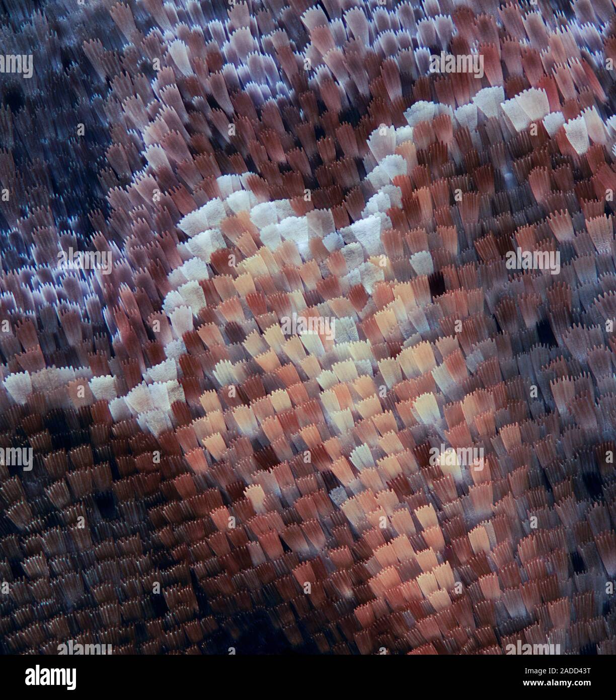 Moth wing scales, light micrograph. These scales are from the Silver Y ...