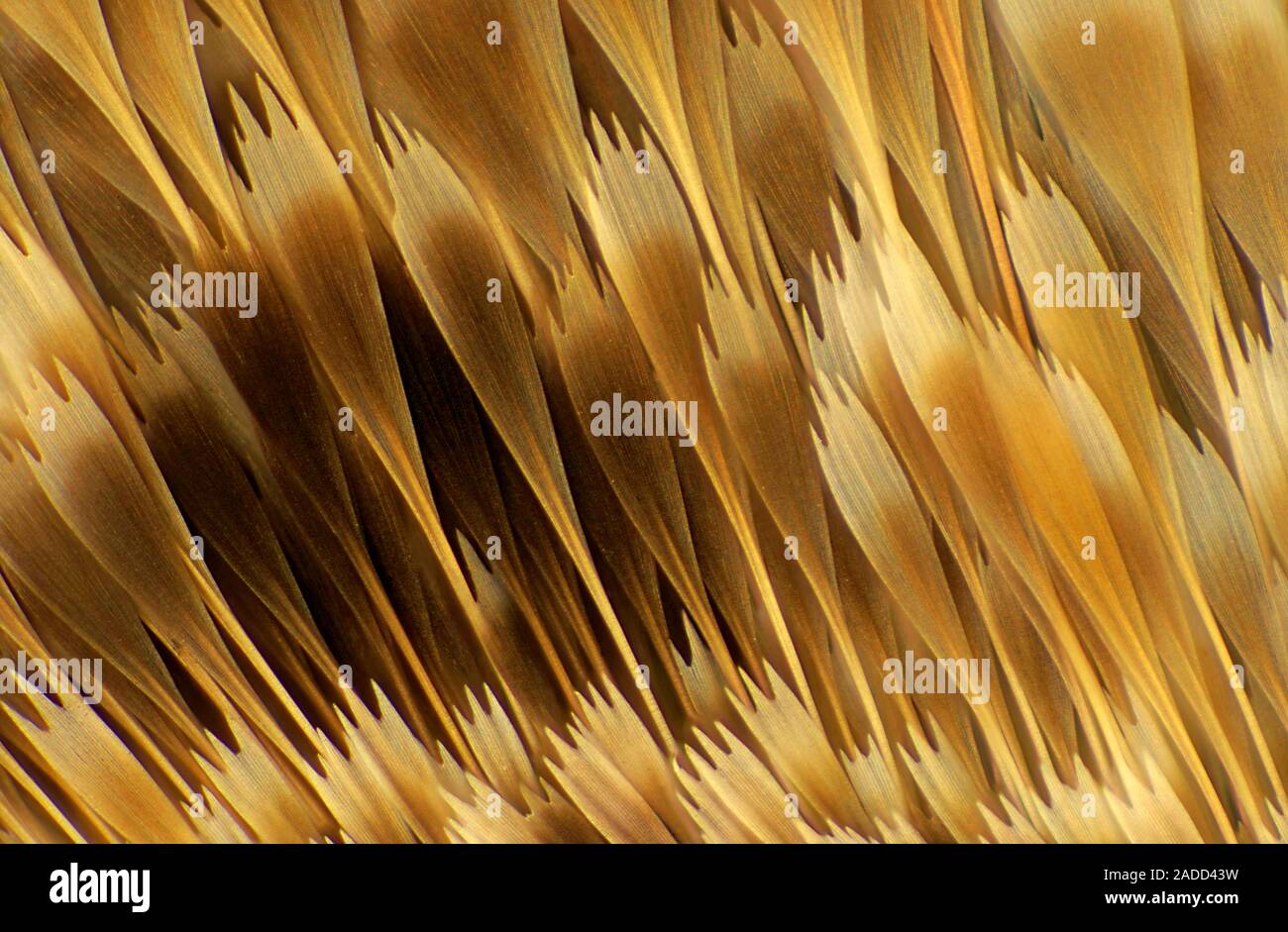 Moth wing scales, light micrograph. These scales are from the Silver Y ...