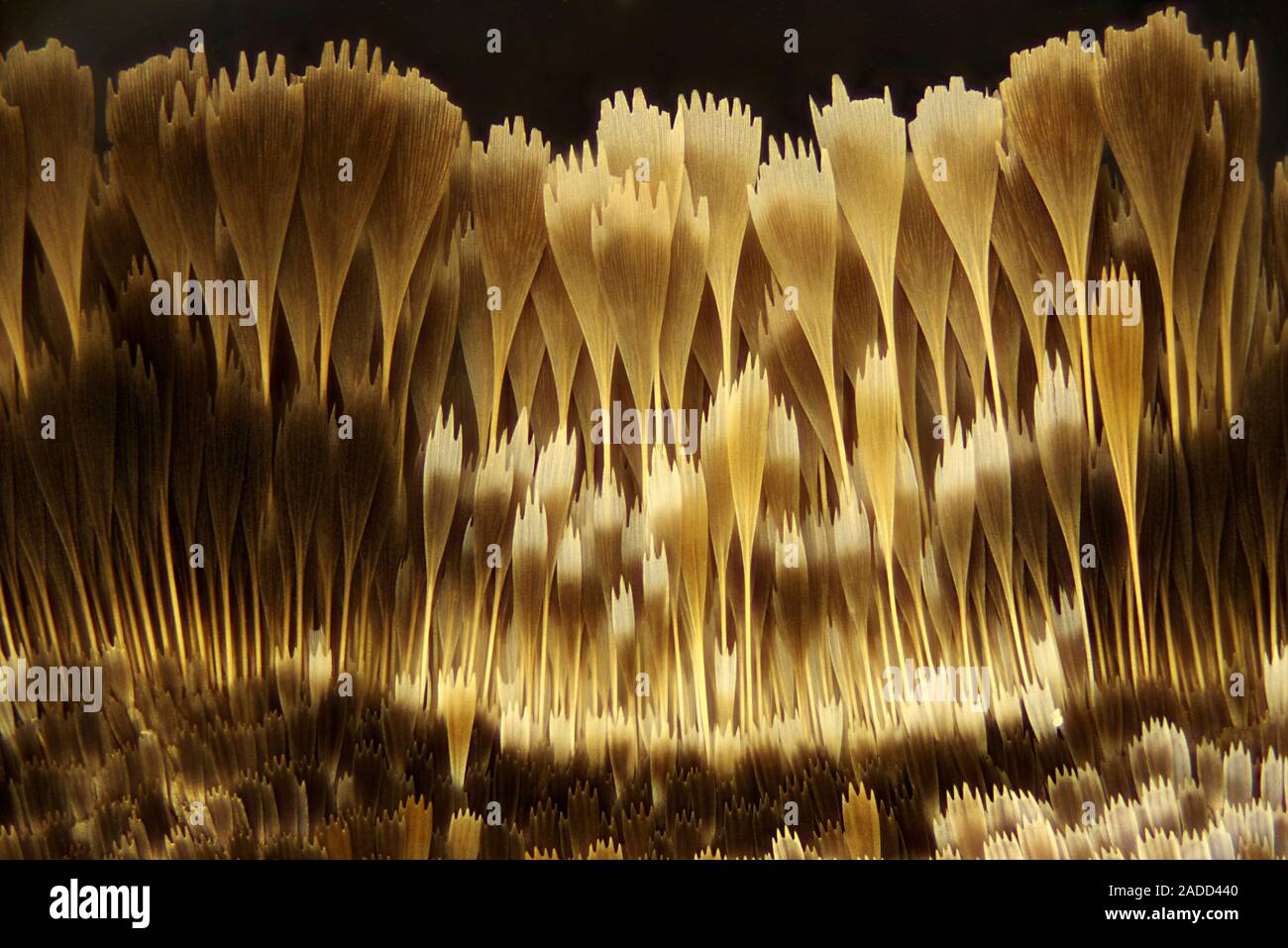 Moth wing scales, light micrograph. These scales are from the Silver Y ...