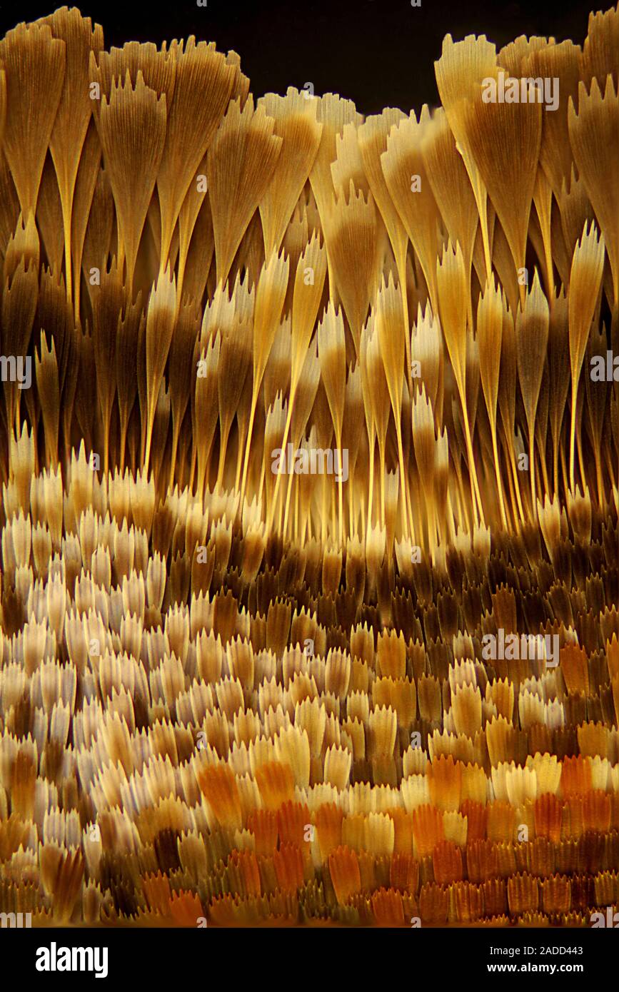 Moth wing scales, light micrograph. These scales are from the Silver Y ...