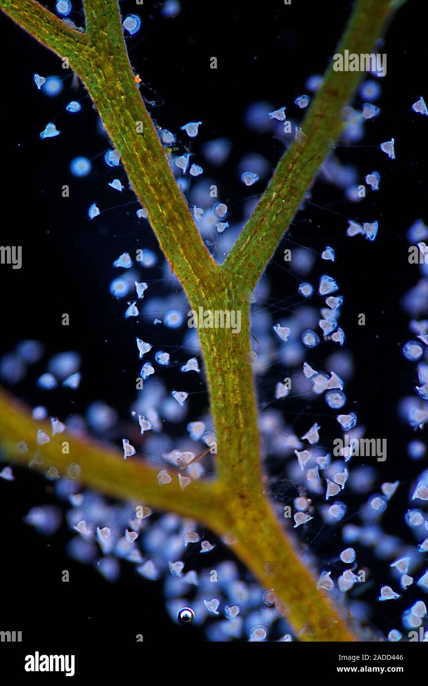 Vorticella ciliates on bladderwort plant. Polarized light micrograph of ...