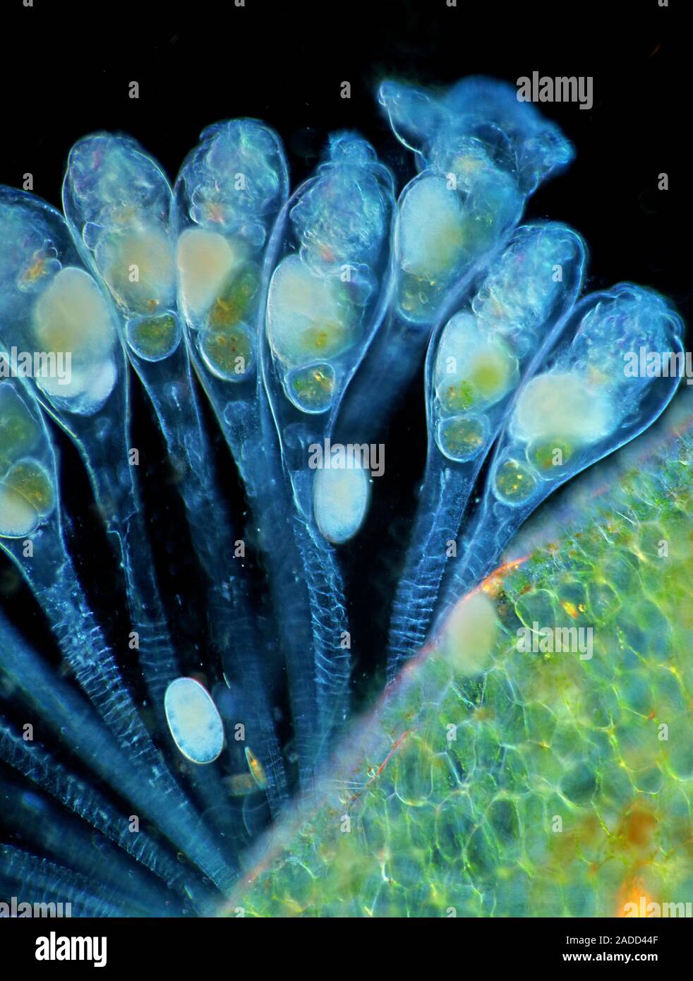 Colonial rotifers (Lacinularia sp.), polarized light micrograph ...
