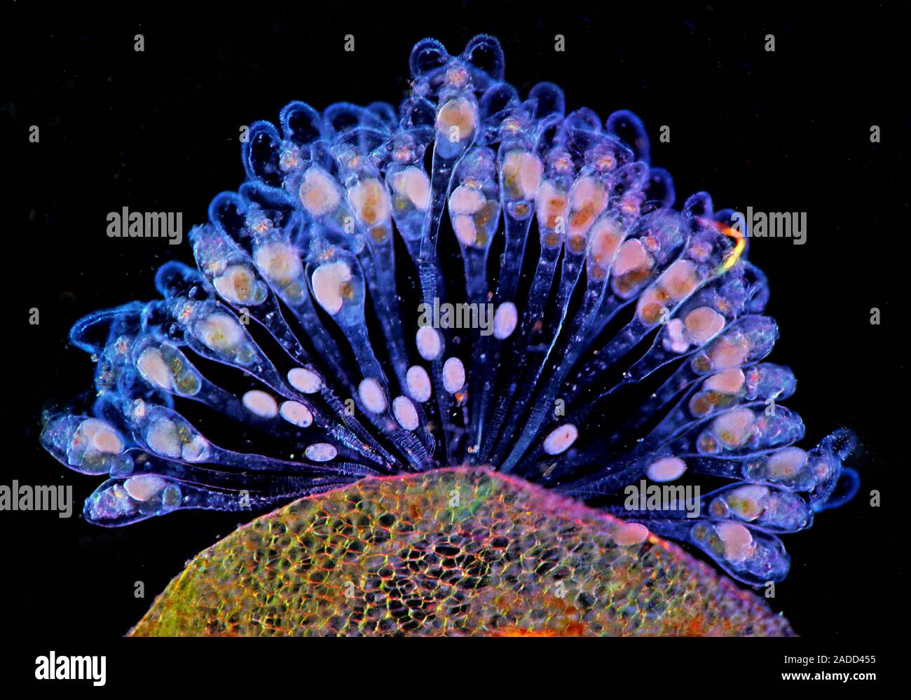 Colonial rotifers (Lacinularia sp.), polarized light micrograph ...