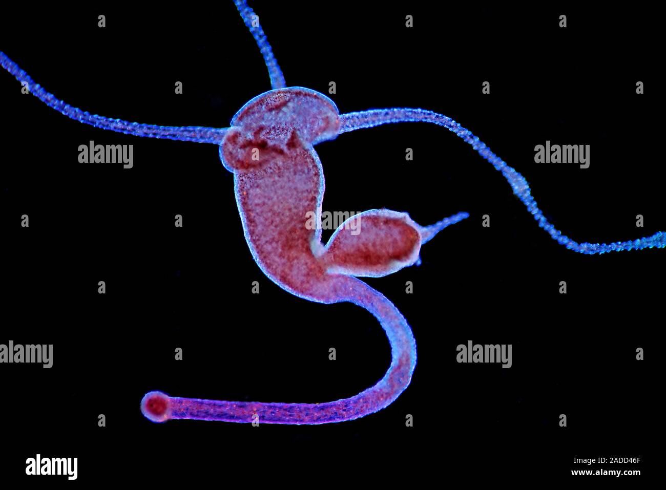 Hydra budding, polarized light micrograph. Under the right conditions ...