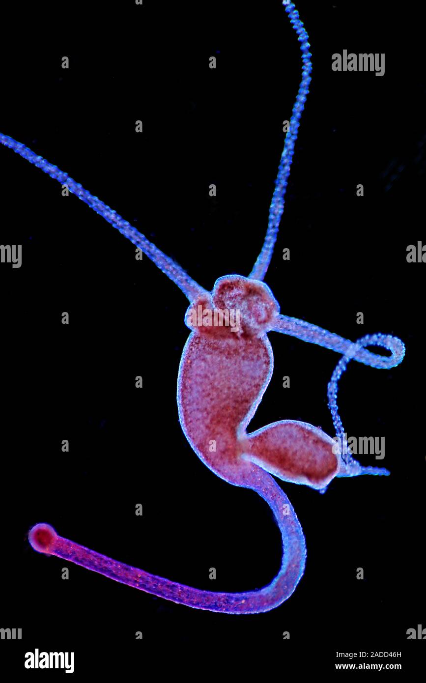 Hydra budding, polarized light micrograph. Under the right conditions ...