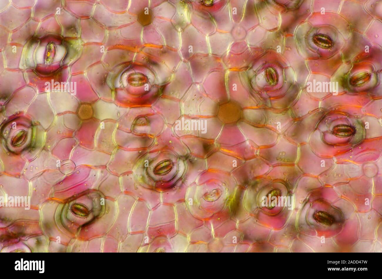 Peperomia plant stomata, polarized light micrograph. Stomata (oval ...