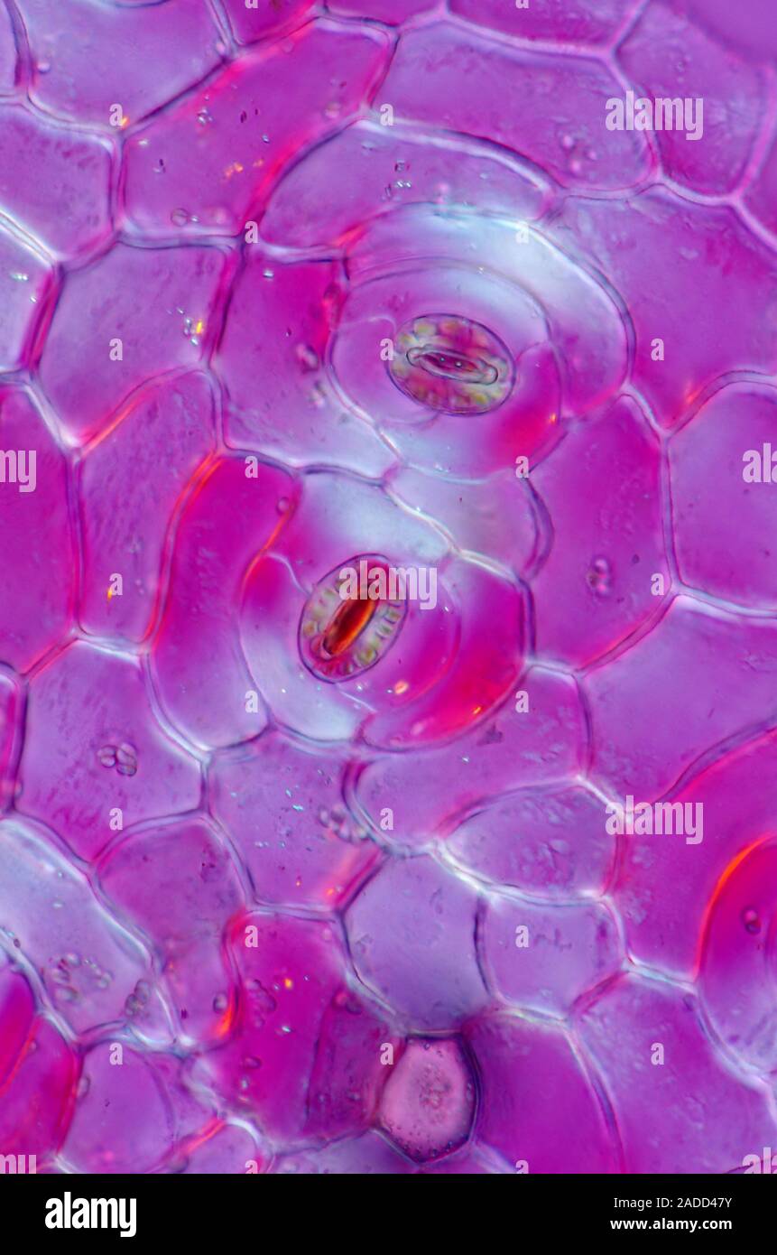 Peperomia plant stomata, polarized light micrograph. Stomata (oval ...