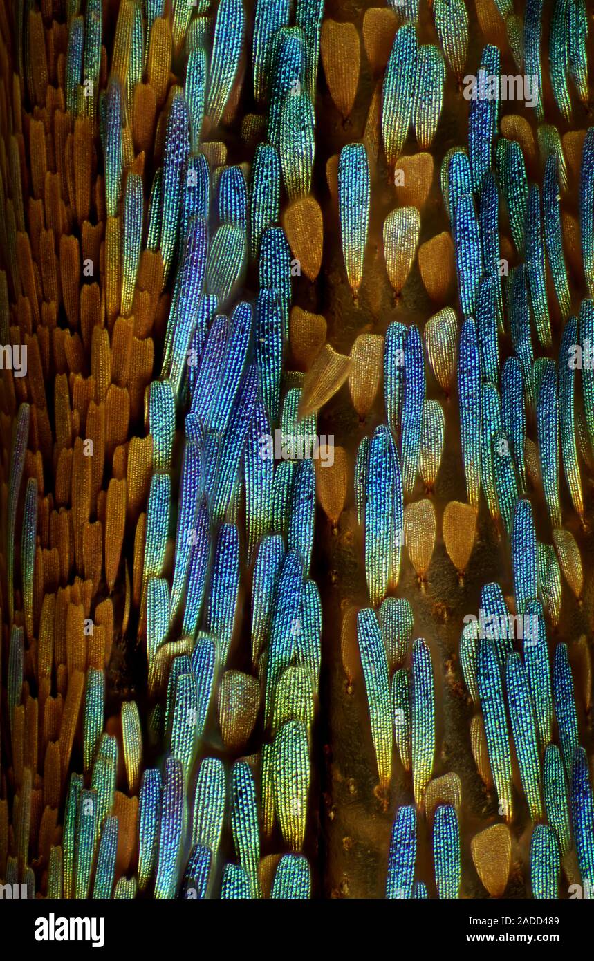 Moth wing scales, light micrograph. These scales are from the green ...