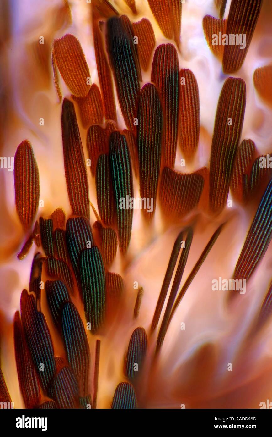 Moth wing scales, light micrograph. These scales are from the green ...