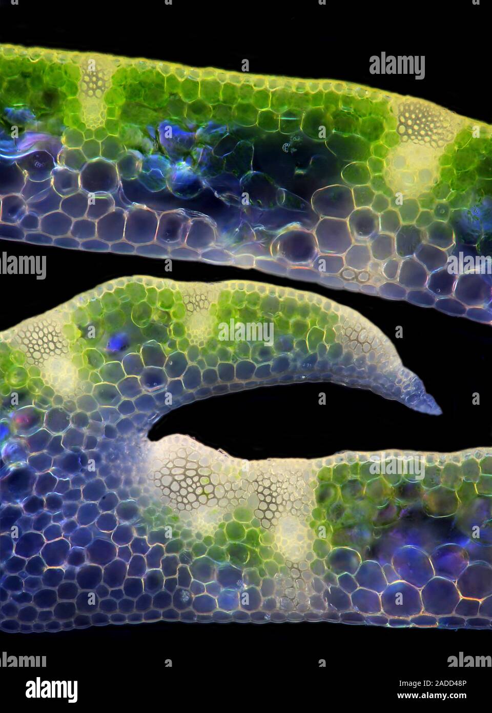 Grass stalks. Polarized light micrograph of a transverse cross-section ...