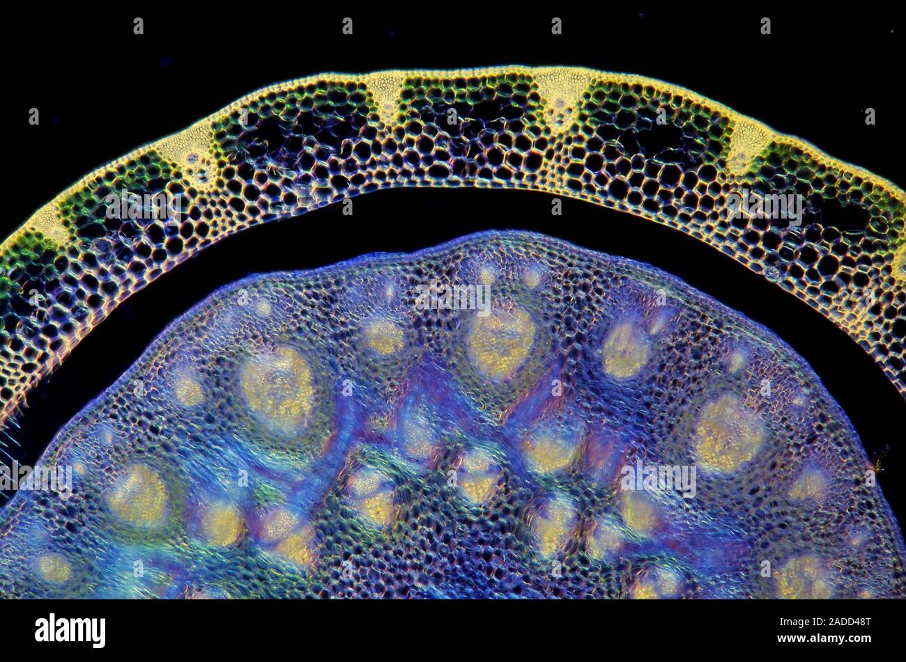 Grass stalk. Polarized light micrograph of a transverse cross-section ...