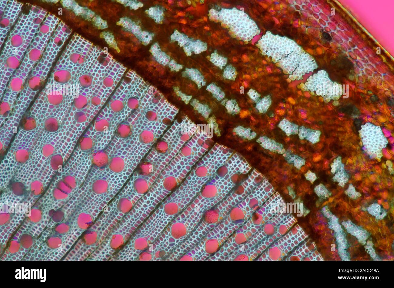 Birch stalk tissue. Polarized light micrograph of a transverse cross ...