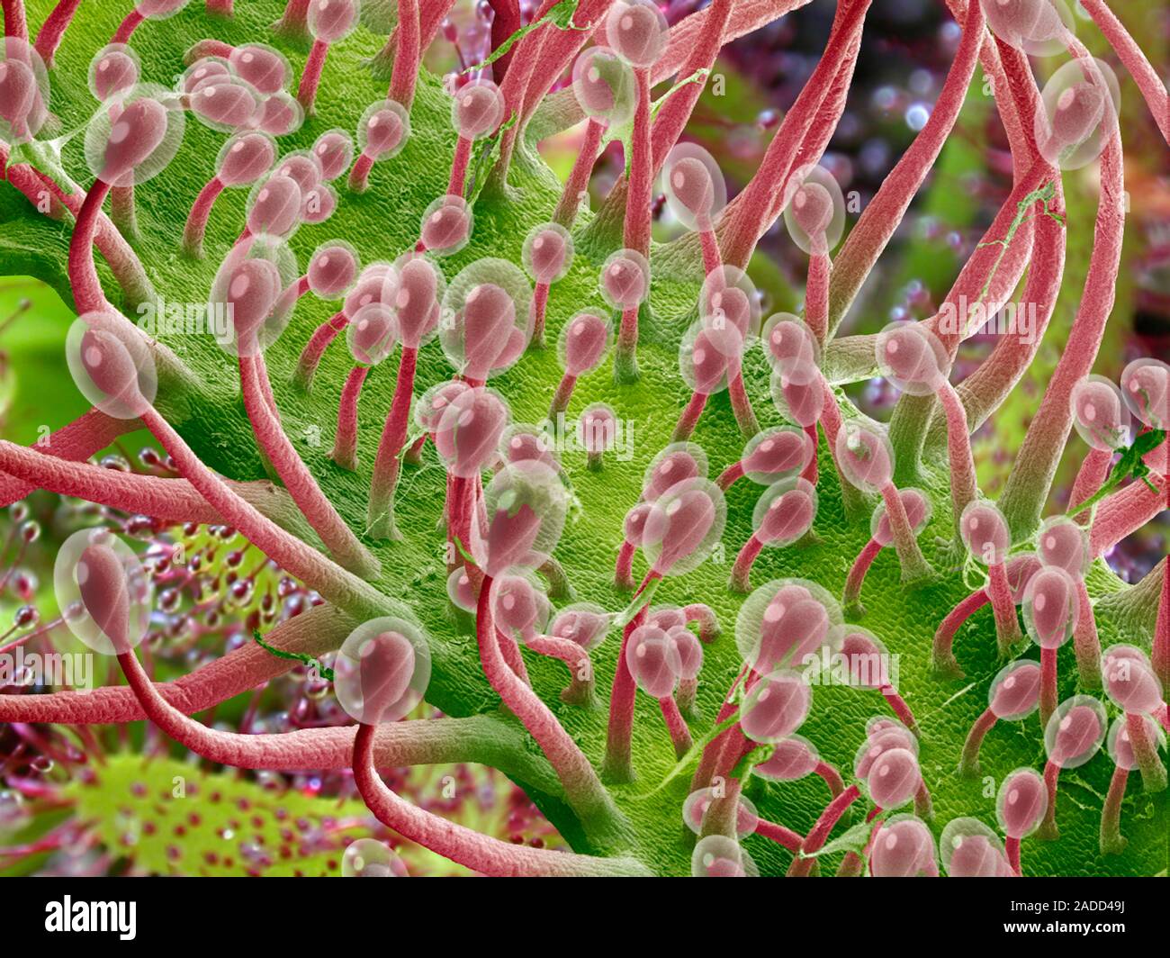 Cape sundew (Drosera capensis) leaf, coloured scanning electron ...