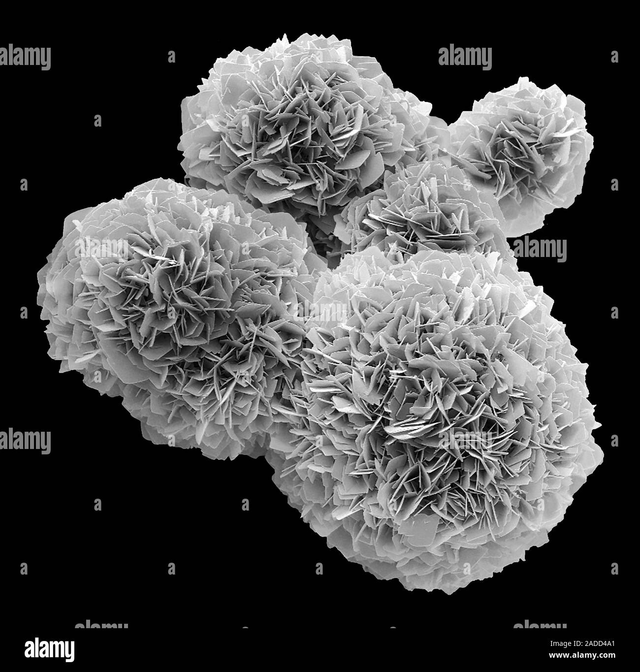Sodium phosphate crystals. Scanning electron micrograph (SEM ...