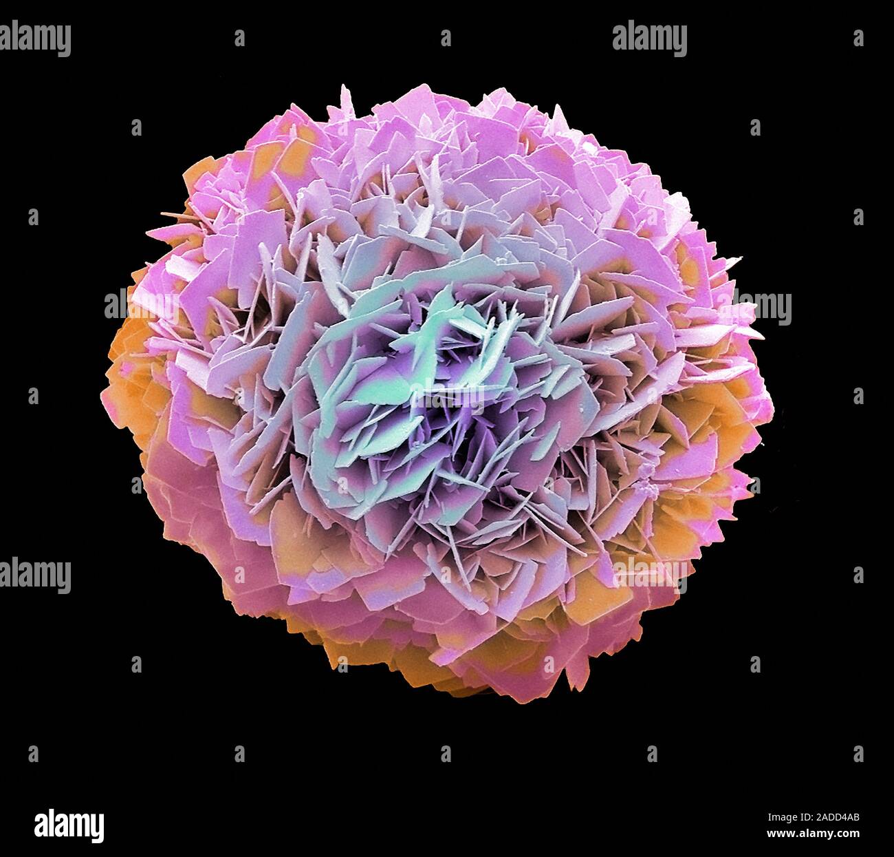 Sodium phosphate crystals. Coloured scanning electron micrograph (SEM ...