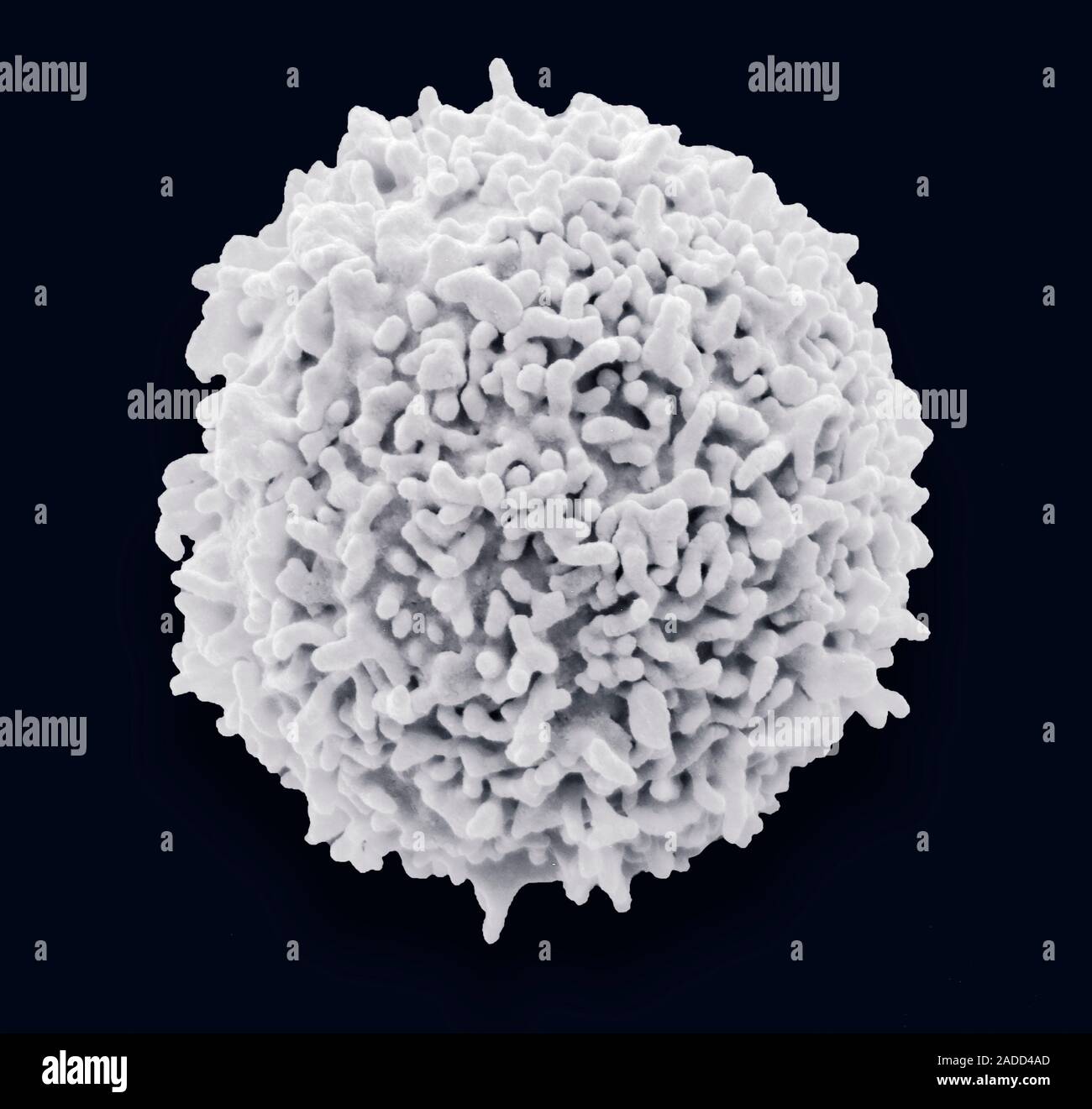 Lymphocyte white blood cell. Scanning electron micrograph (SEM). Its ...