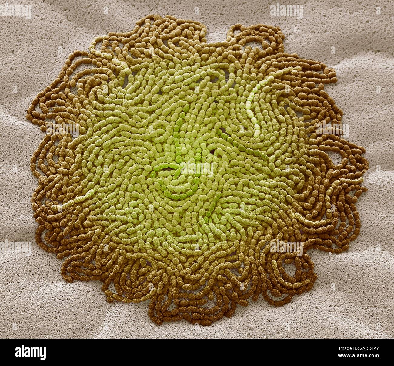 Sputum. Scanning electron micrograph (SEM) of a bacterial culture from ...