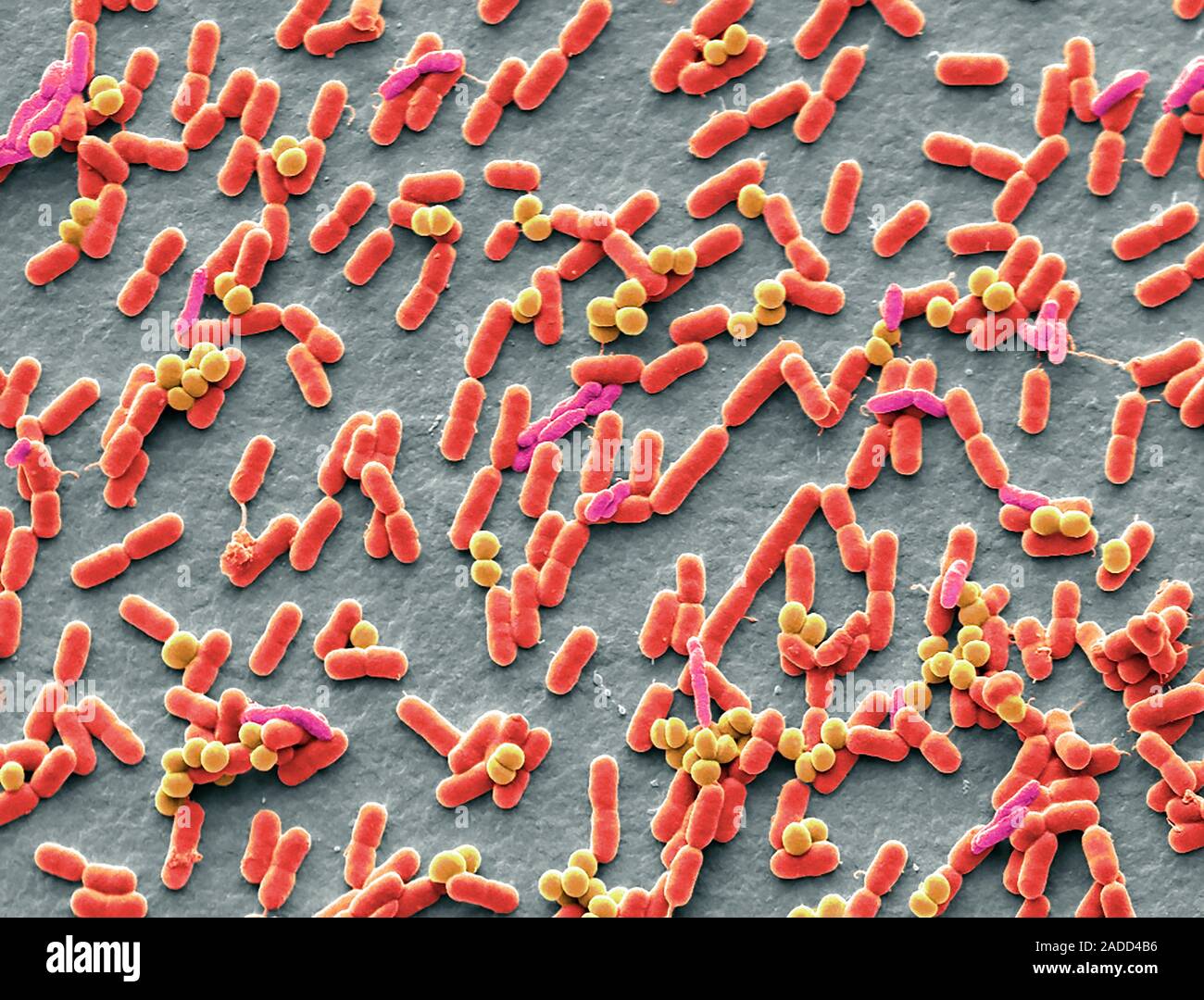 Microbiome. Coloured scanning electron micrograph (SEM) of bacteria ...