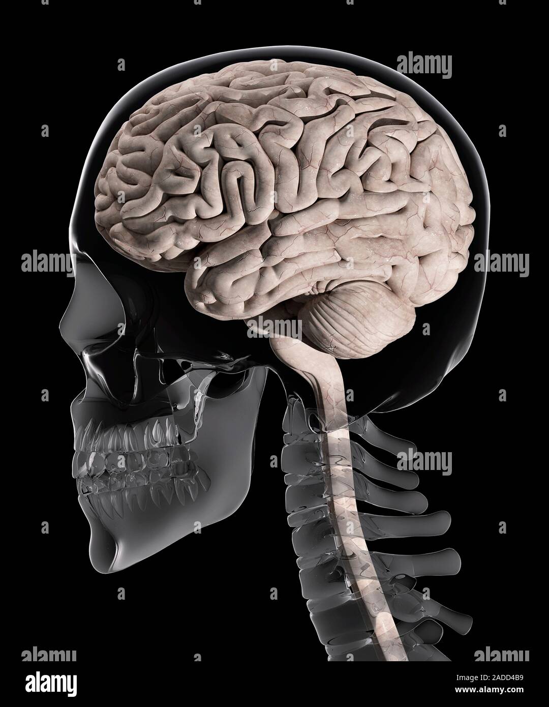 Brain and skull anatomy. Illustration of the human brain and skull ...