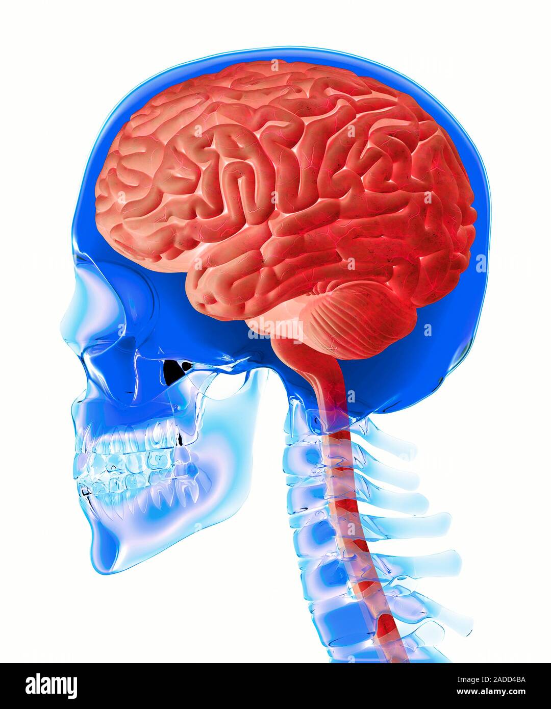 Brain and skull anatomy. Illustration of the human brain and skull ...