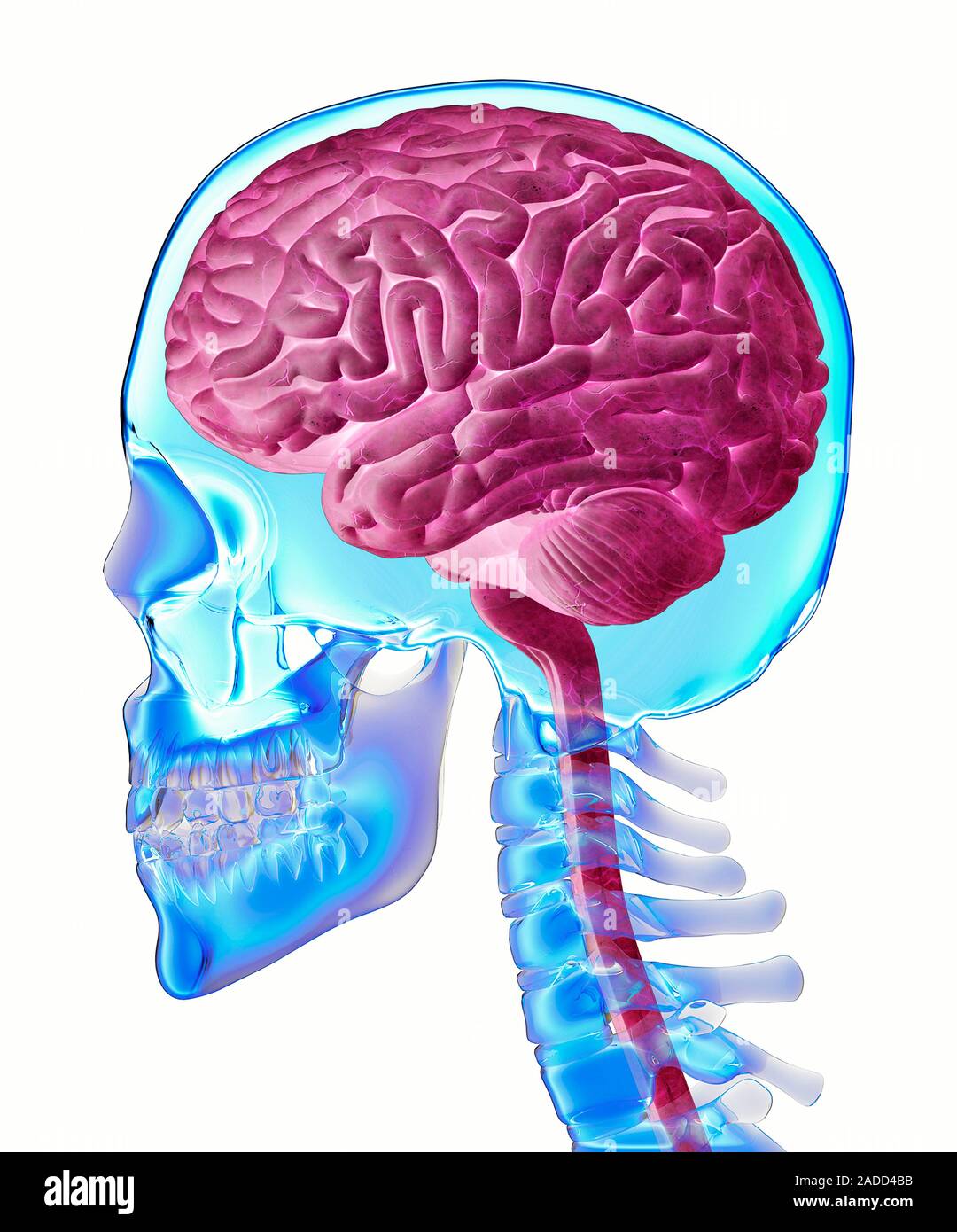 Brain and skull anatomy. Illustration of the human brain and skull ...