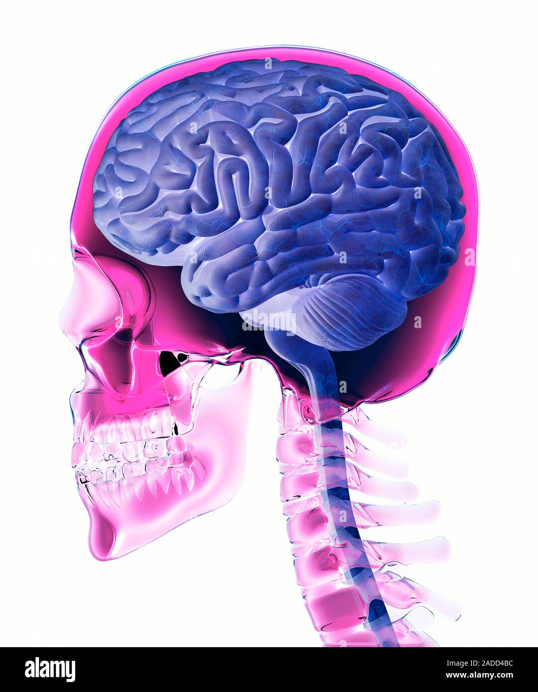 Brain and skull anatomy. Illustration of the human brain and skull ...