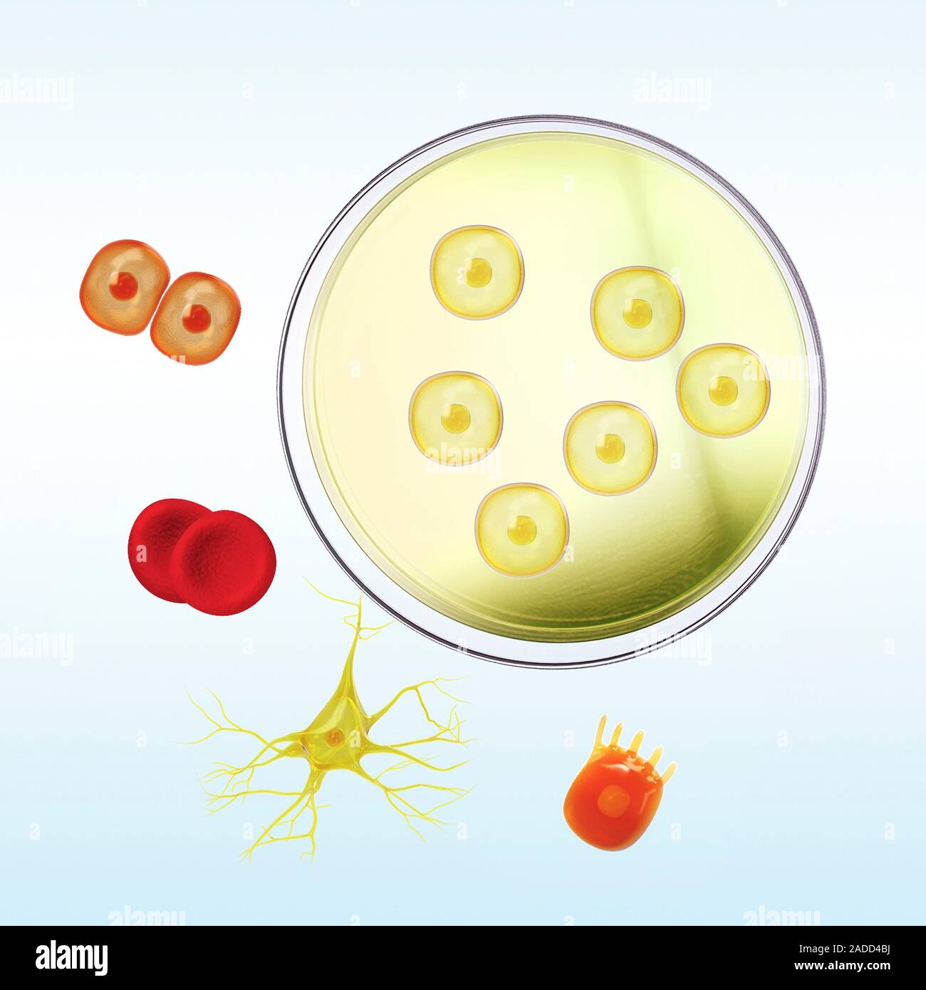 Culturing stem cells. Illustration of stem cells being cultured in a ...