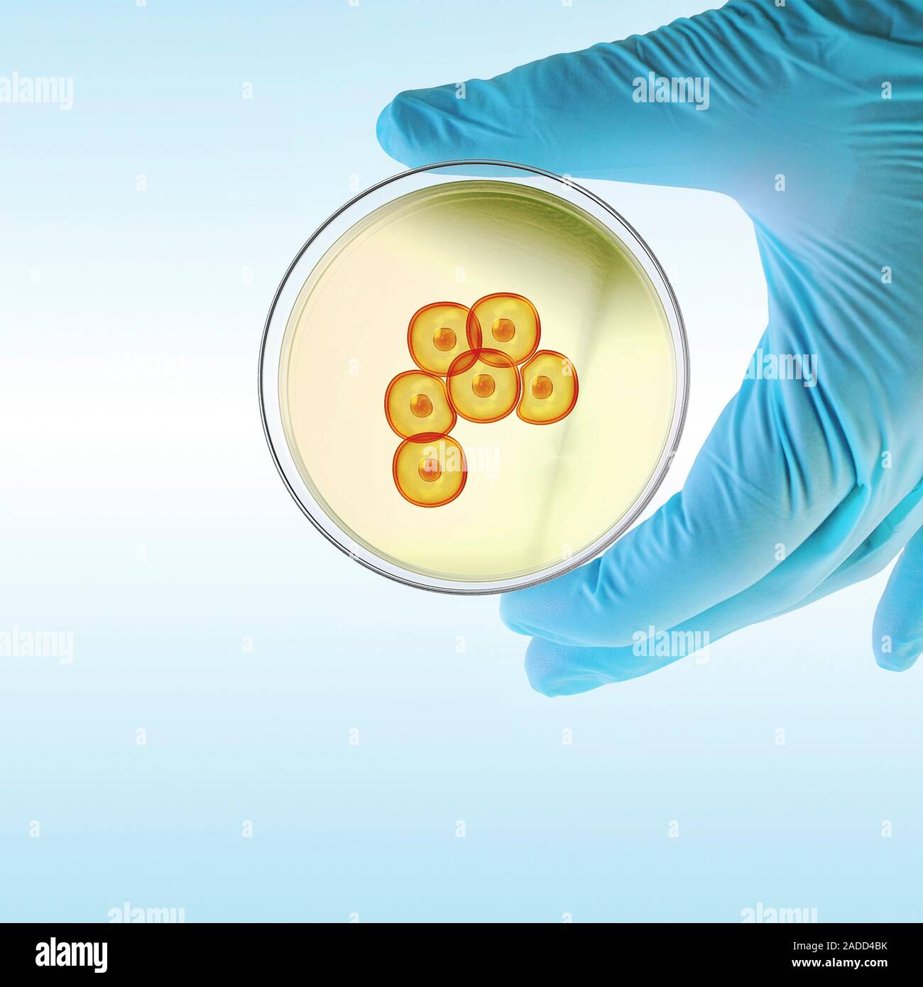 Culturing stem cells. Illustration of stem cells being cultured in a ...