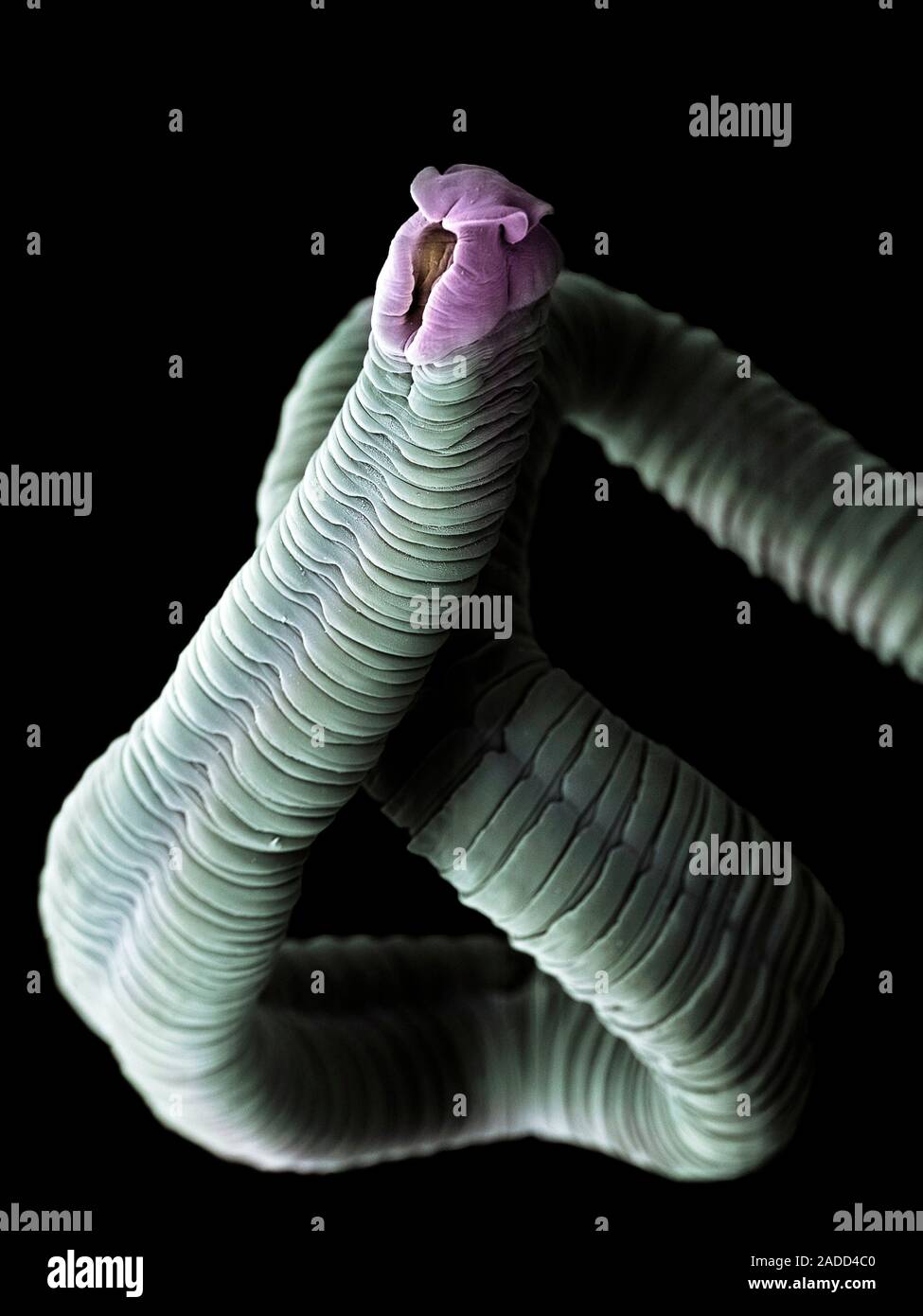 Coloured scanning electronmicrograph (SEM) of a tapeworm (Eubothrium ...