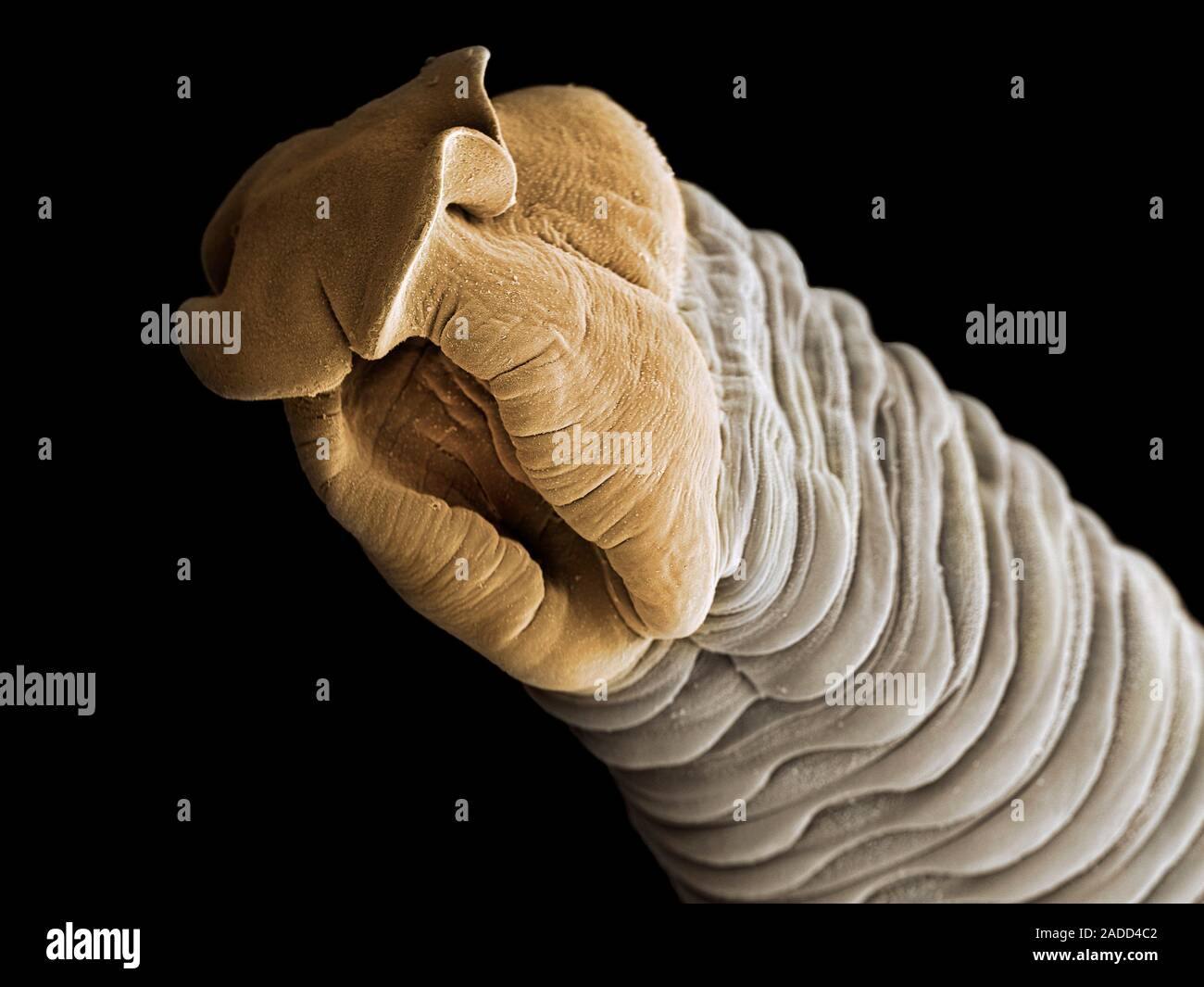 Coloured scanning electronmicrograph (SEM) of a tapeworm (Eubothrium ...