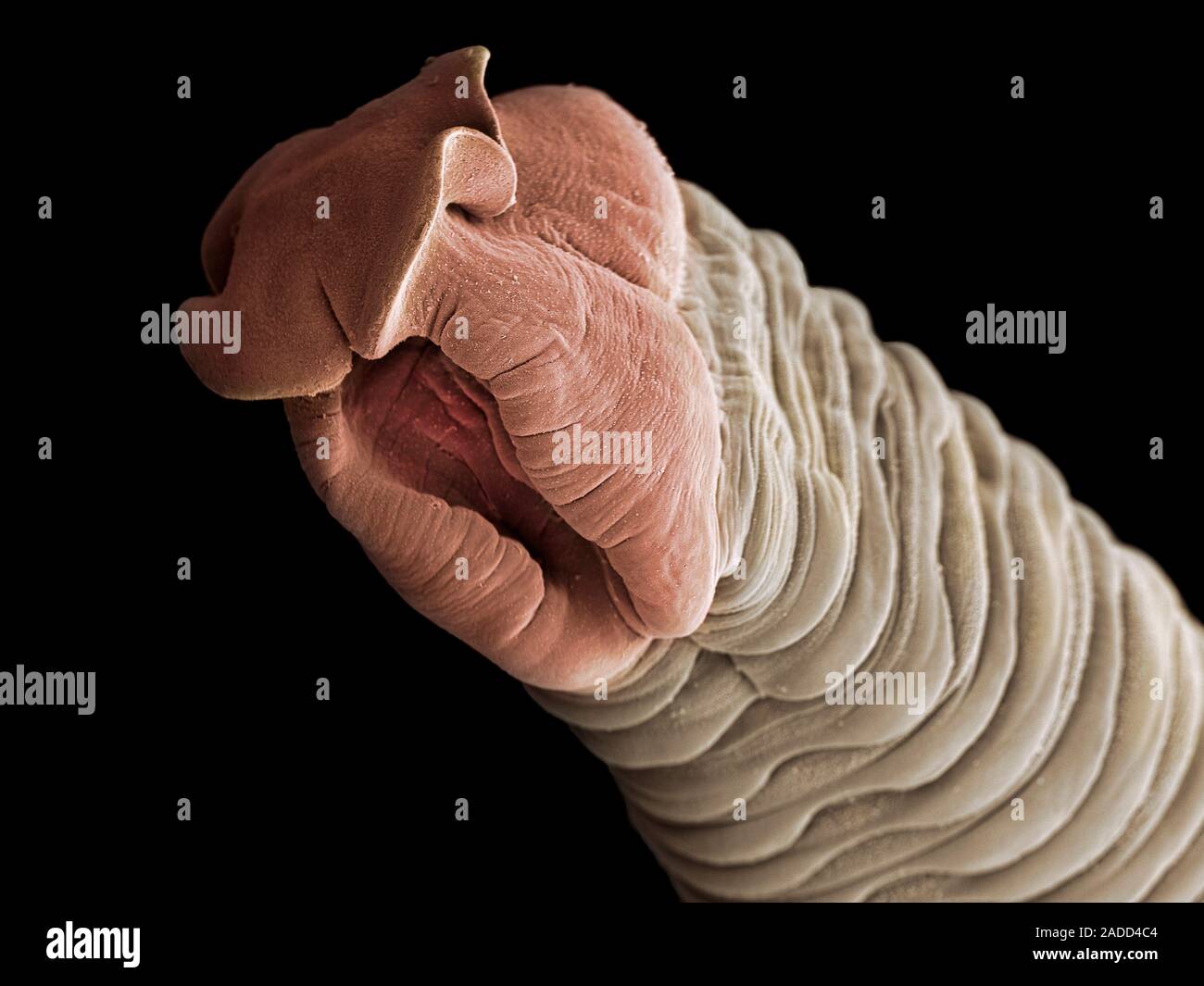 Coloured scanning electronmicrograph (SEM) of a tapeworm (Eubothrium ...