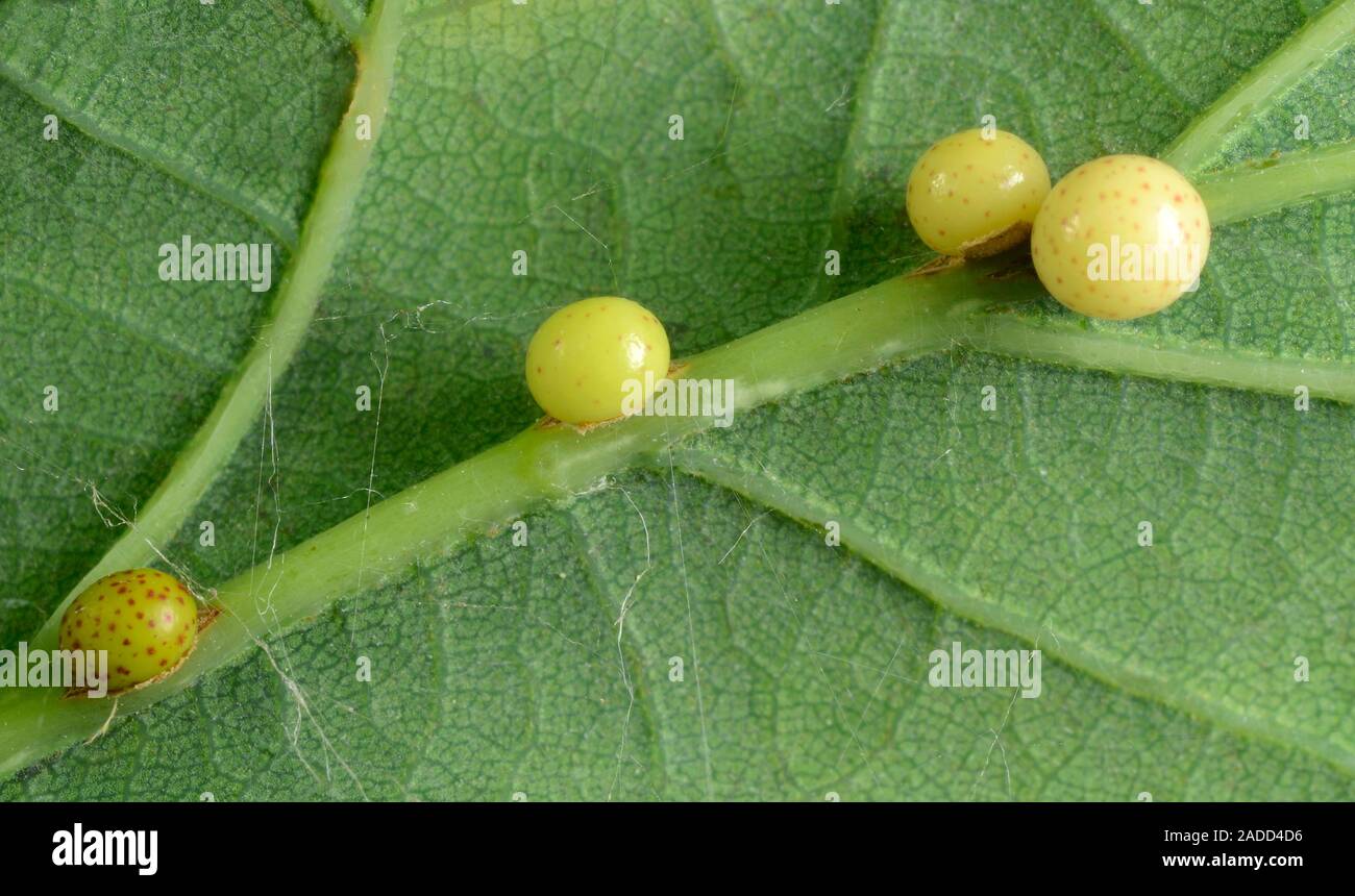 Close-up of red pea galls attached to the underside of an oak leaf ...