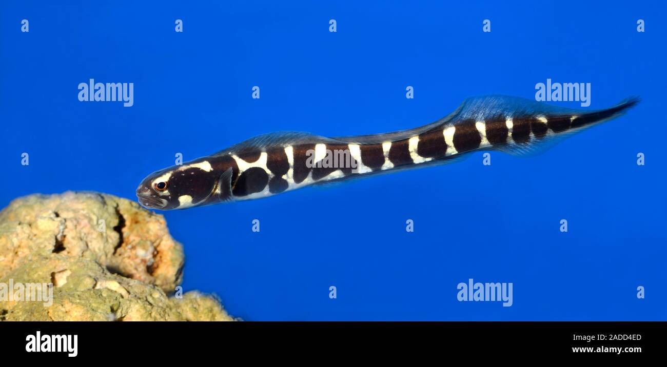 A convict blenny, or engineer goby fish, (Pholidichthys leucotaenia ...