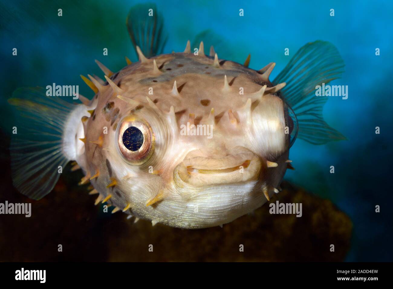 Close-up front view of a bridled burrfish (Chilomycterus antennatus ...