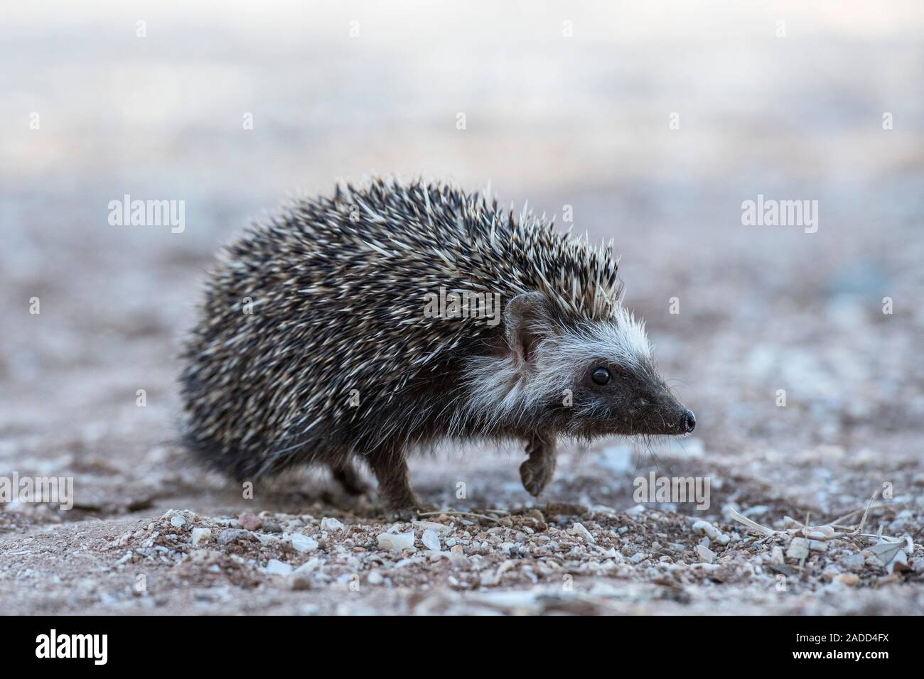 A South African hedgehog (Atelerix frontalis), walking in Kenhardt in ...