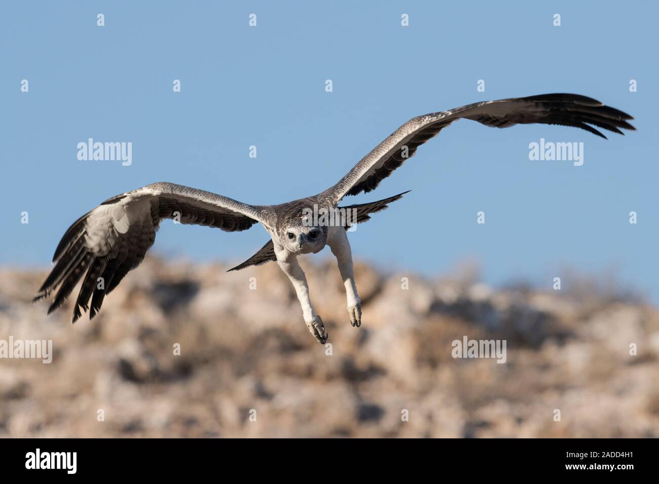 The martial eagle (polemaetus bellicosus) is classified by the IUCN as ...