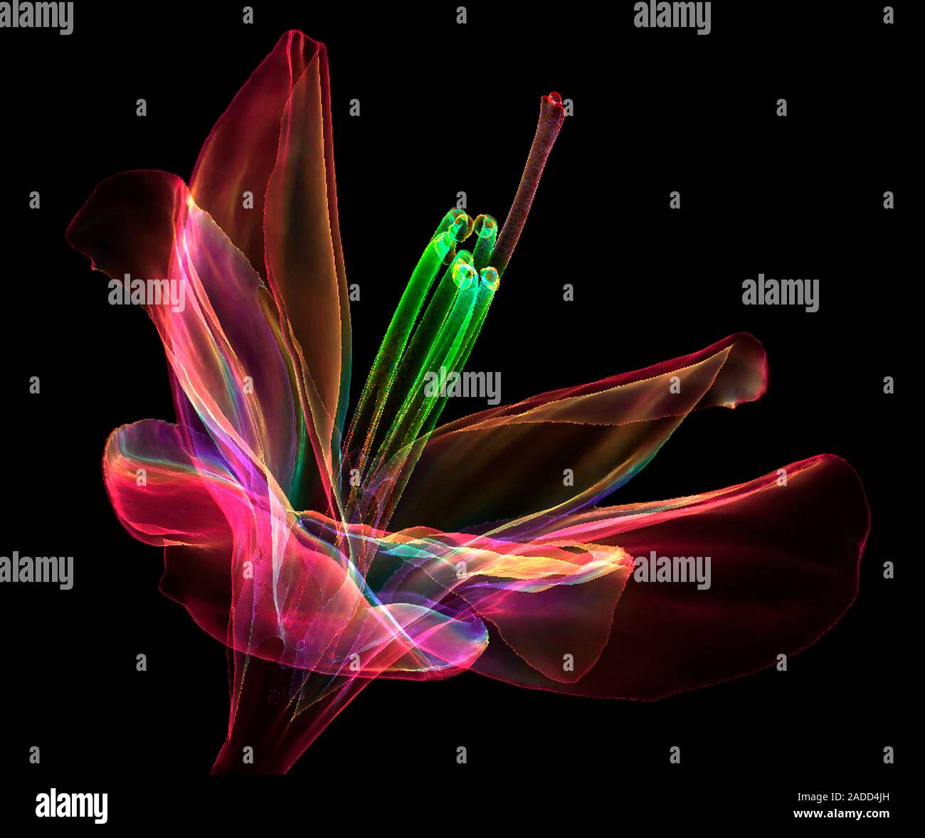 Amaryllis flower, coloured 3D computed tomography (CT) scan Stock Photo ...