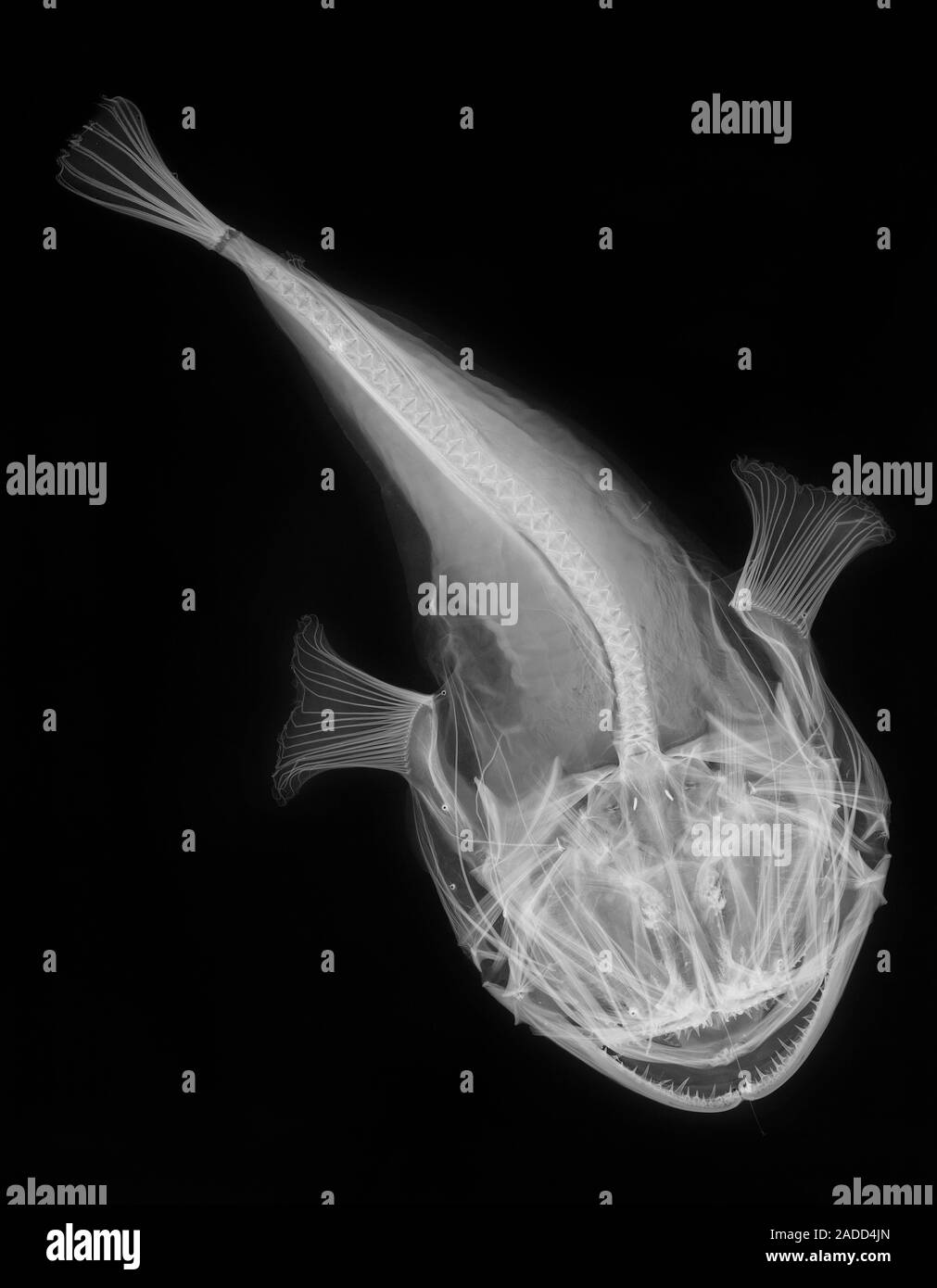 Monkfish (Lophius sp.), X-ray Stock Photo - Alamy