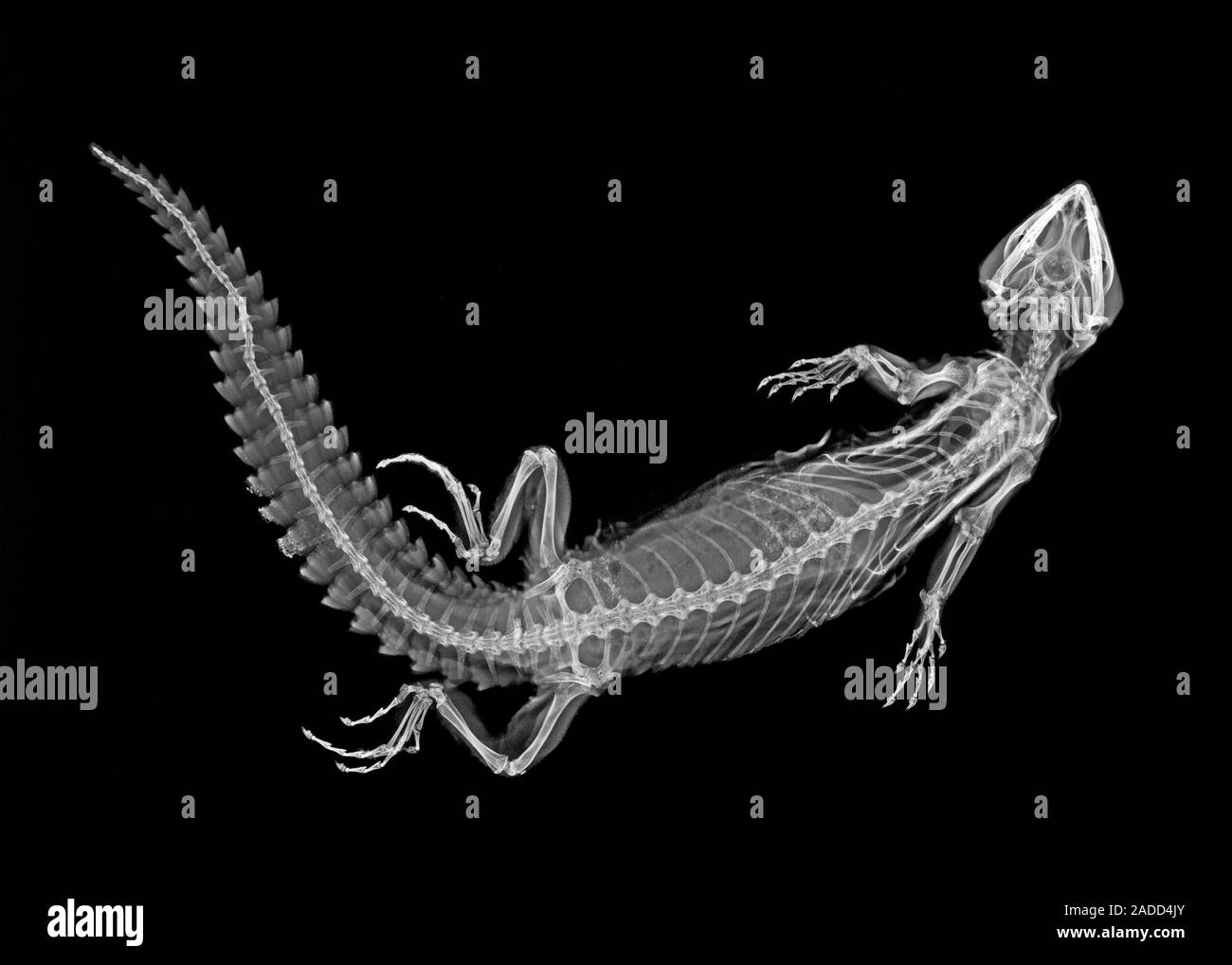 Uromastyx spiny-tailed lizard, X-ray Stock Photo - Alamy