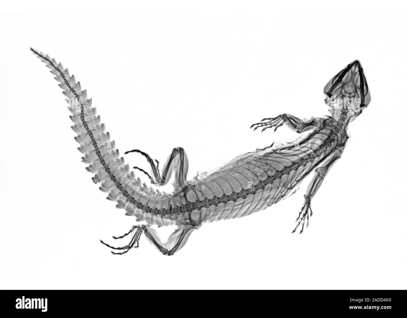 Uromastyx spiny-tailed lizard, X-ray Stock Photo - Alamy