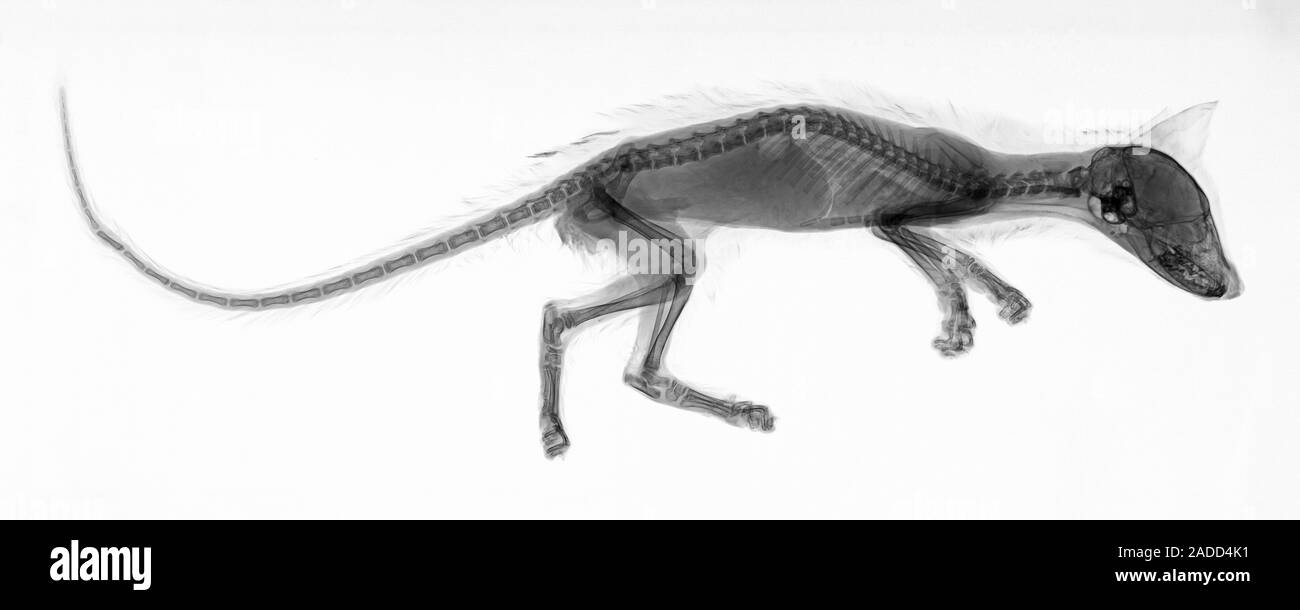 Genet (Genetta sp.), X-ray Stock Photo - Alamy