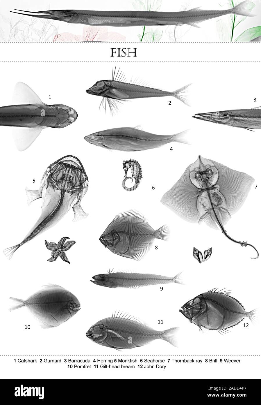 Fish, X-ray montage. The fish shown here are (left to right and top to ...
