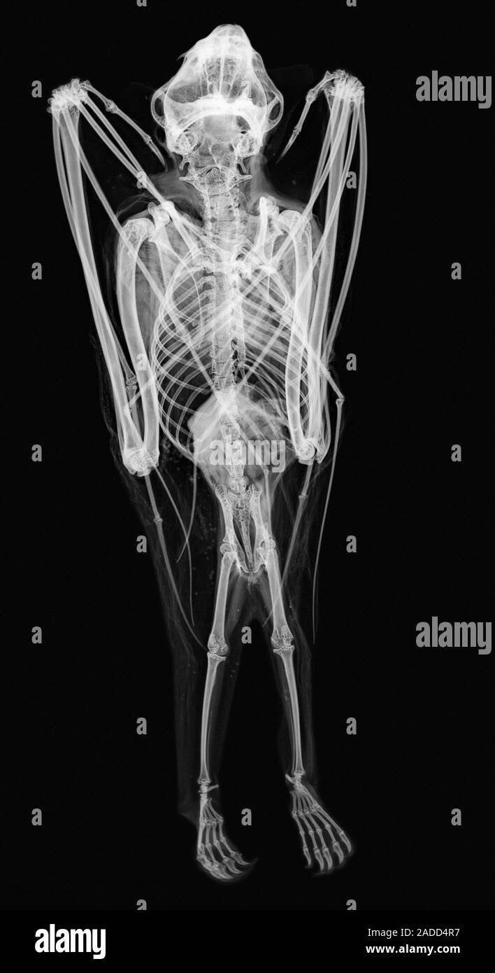 Bat, frontal X-ray Stock Photo - Alamy