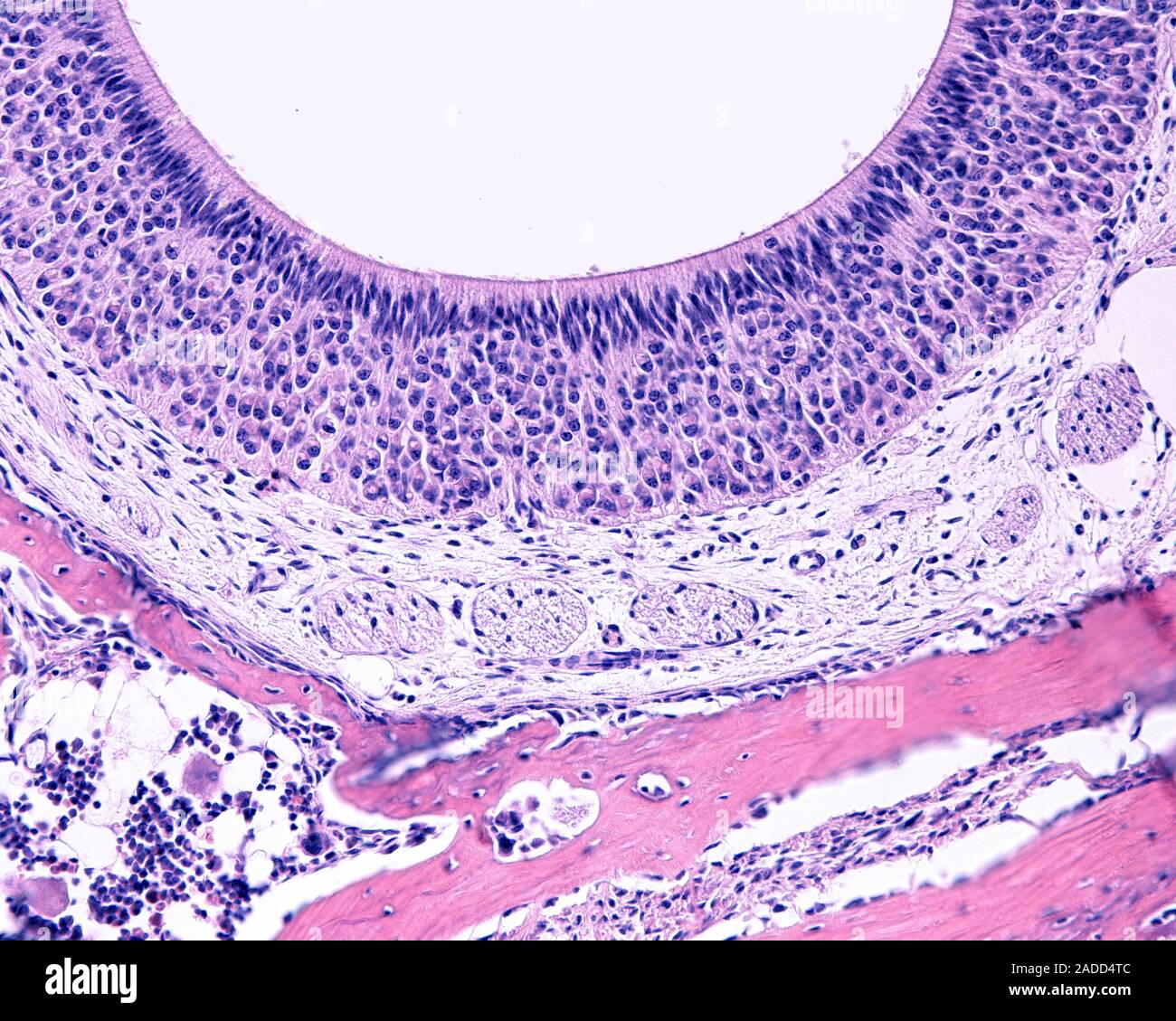 Light micrograph of the sensory surface of a vomeronasal organ ...