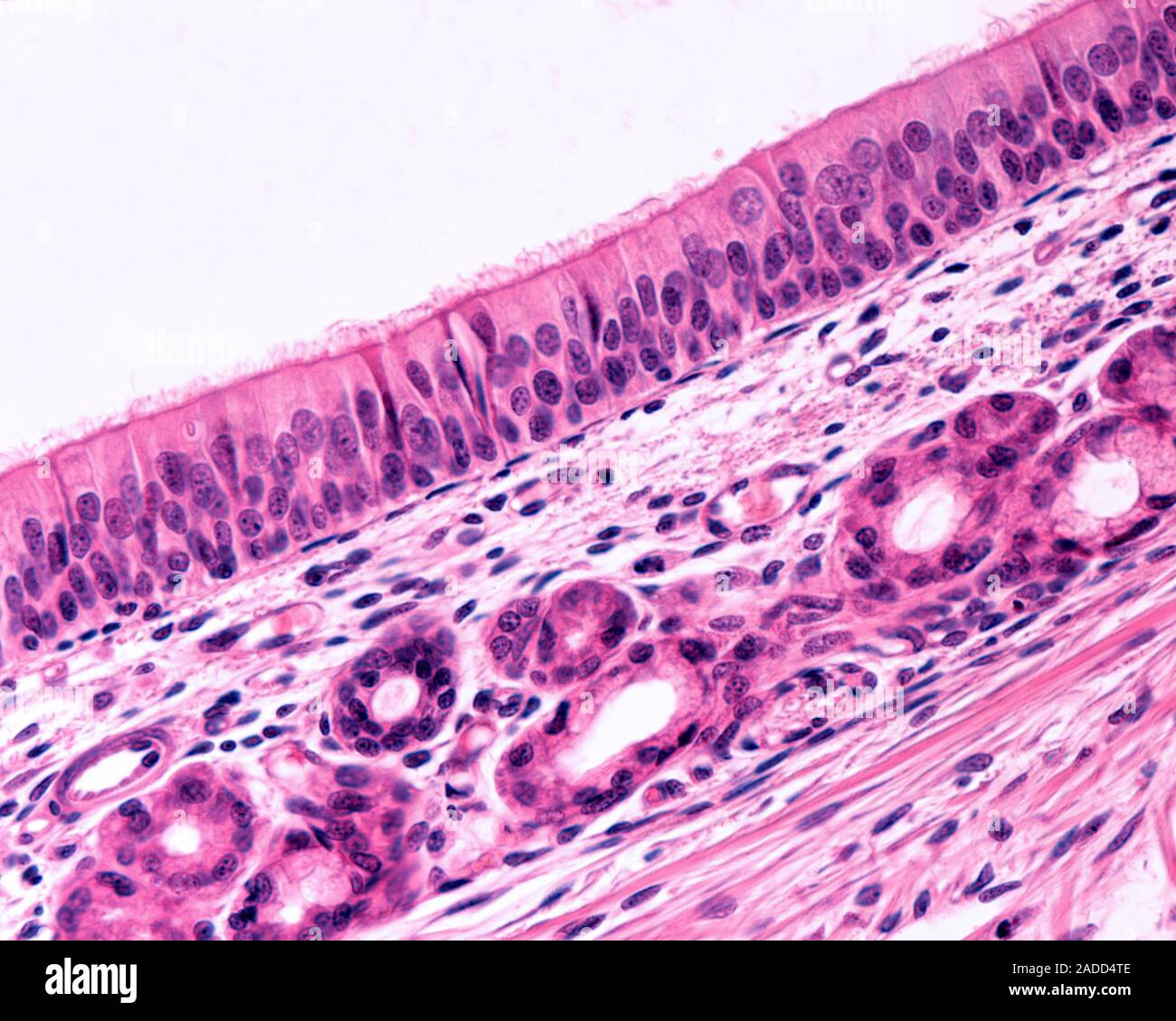 Light micrograph of ciliated pseudostratified columnar epithelium from the trachea (respiratory ...