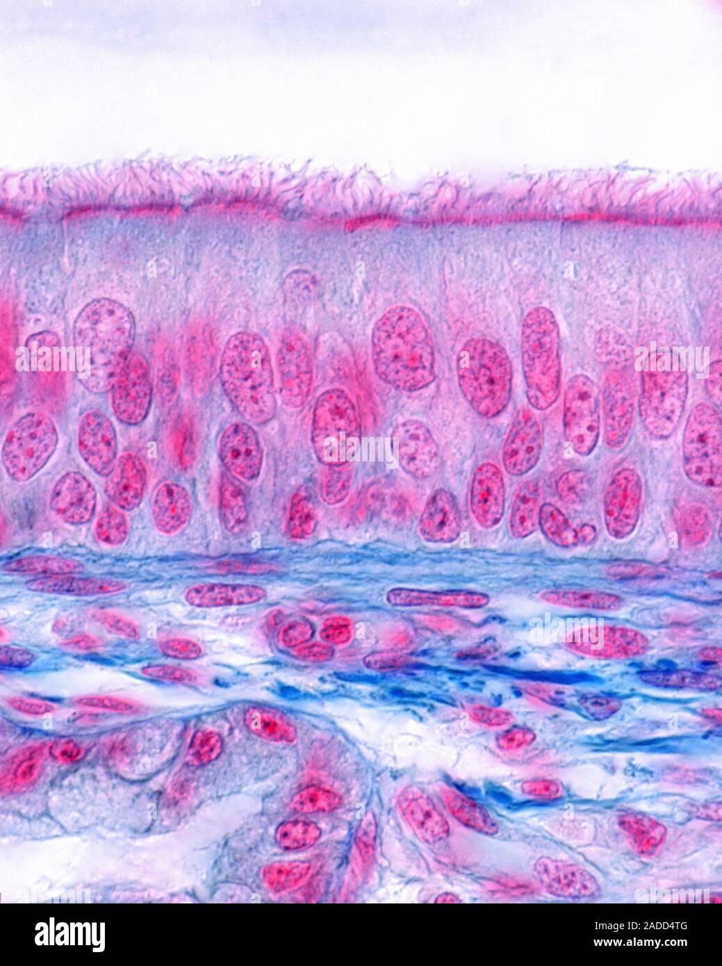Pseudostratified Columnar Epithelium Under Microscope Pseudostratified Columnar Epithelium Under Microscope