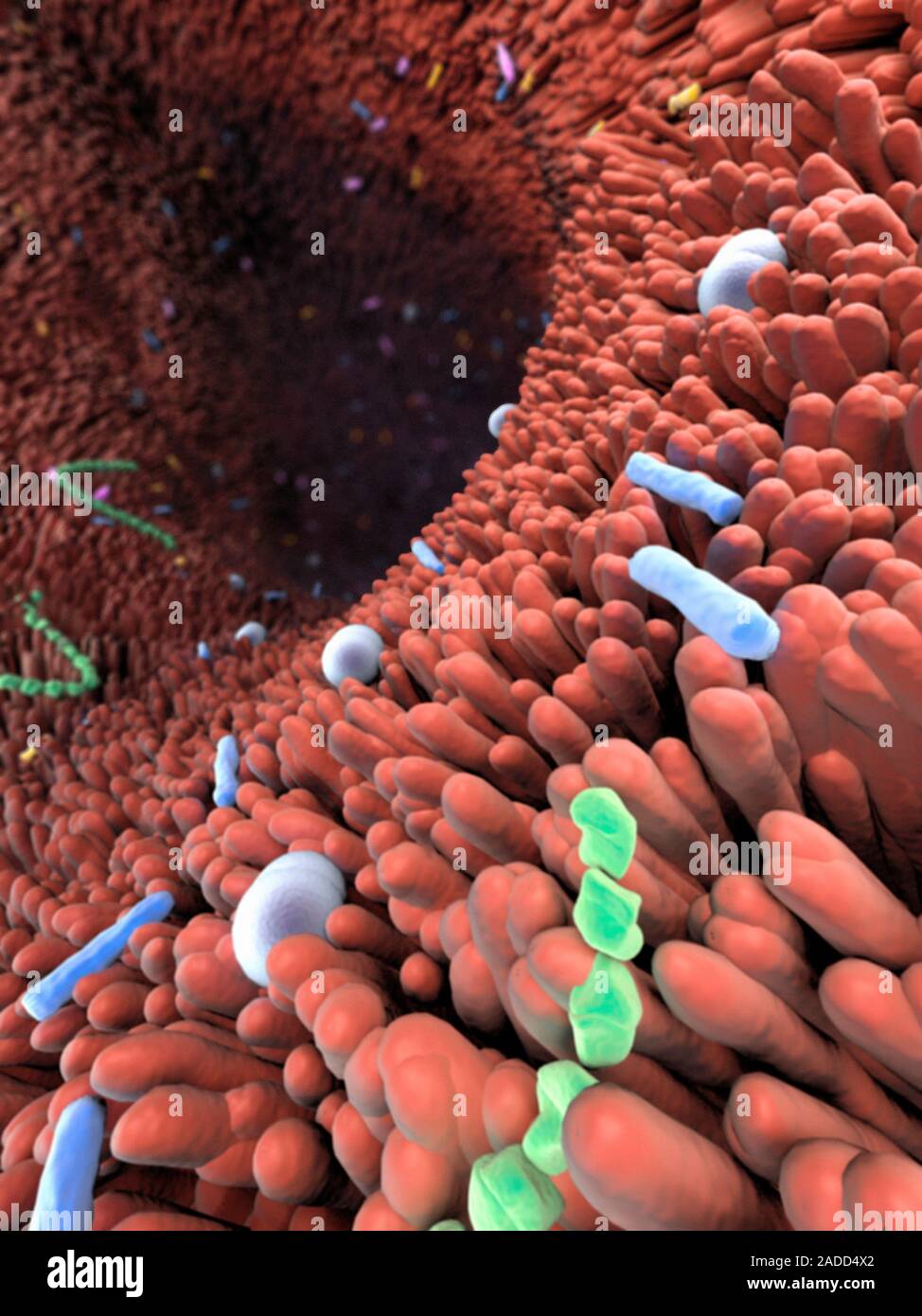 Intestinal bacterial flora. Illustration of bacteria forming part of ...